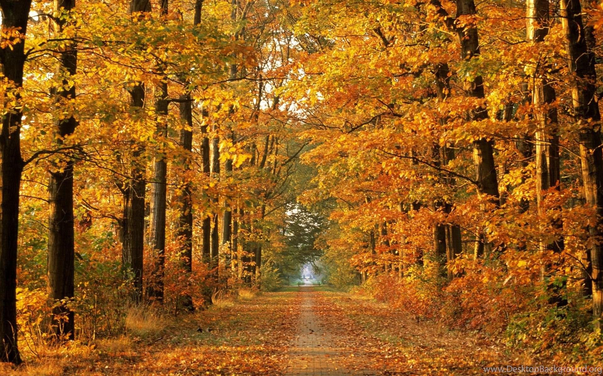 Autumn Forest Path Wallpapers - Top Free Autumn Forest Path Backgrounds ...