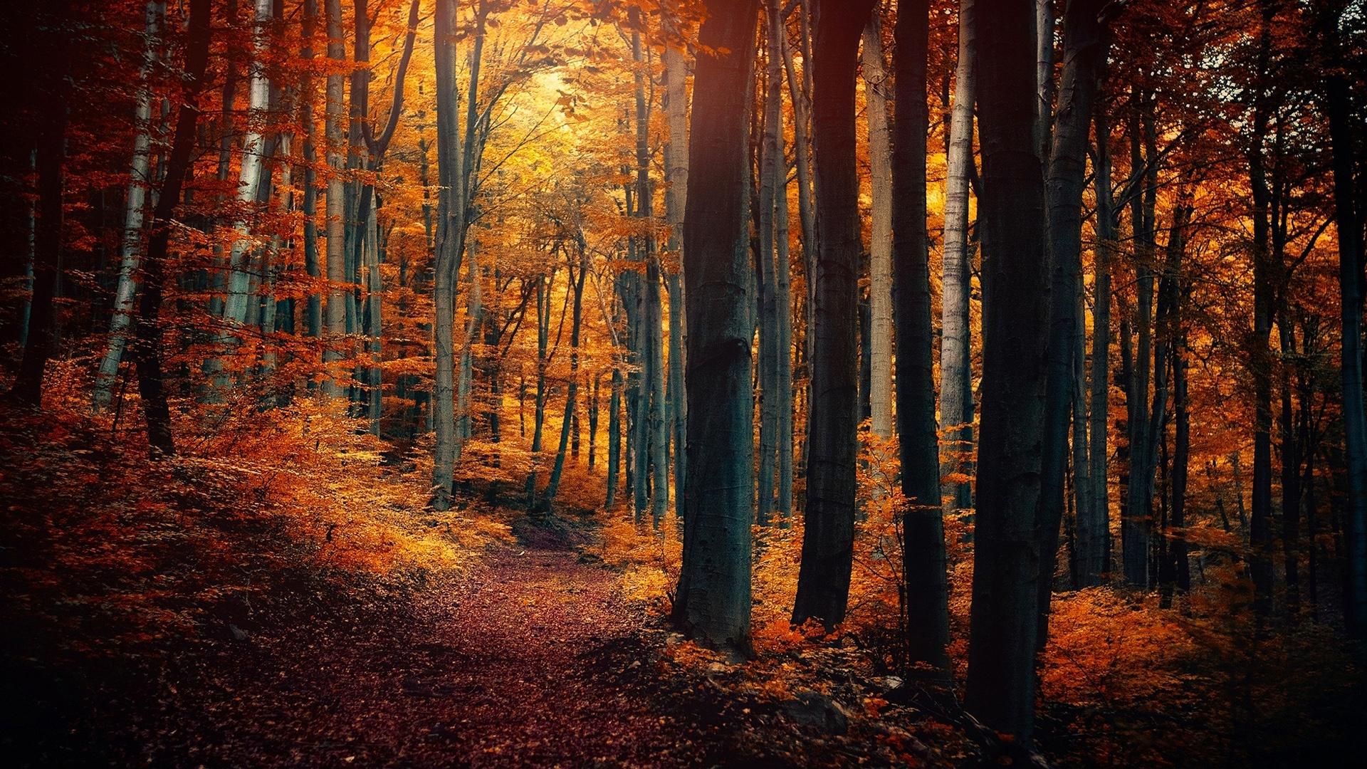 Autumn Forest Path Wallpapers - Top Free Autumn Forest Path Backgrounds ...