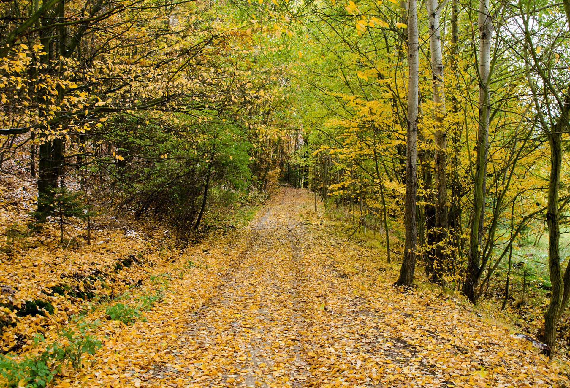 Autumn Forest Path Wallpapers - Top Free Autumn Forest Path Backgrounds ...