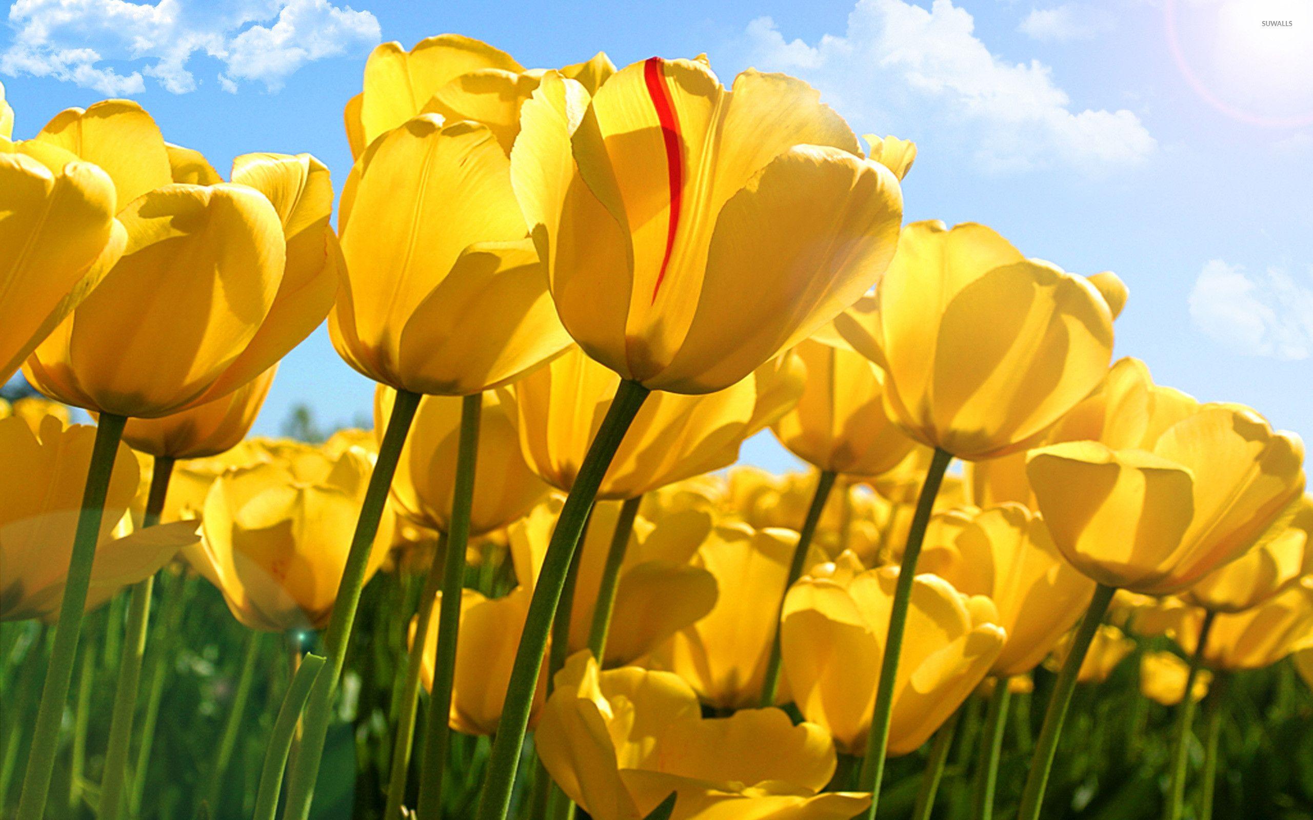 Yellow Flowers Laptop Wallpapers - Top Free Yellow Flowers Laptop ...