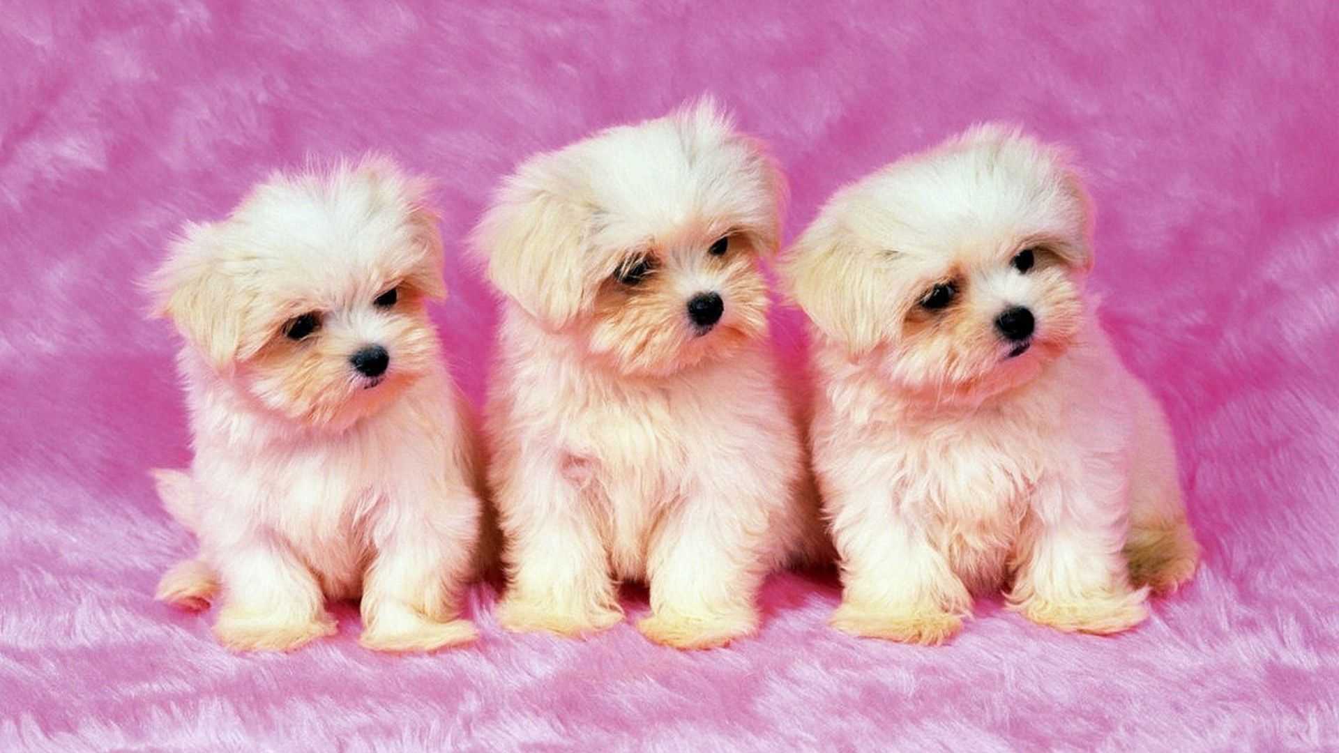 Pink Dogs Wallpapers - Top Free Pink Dogs Backgrounds - WallpaperAccess