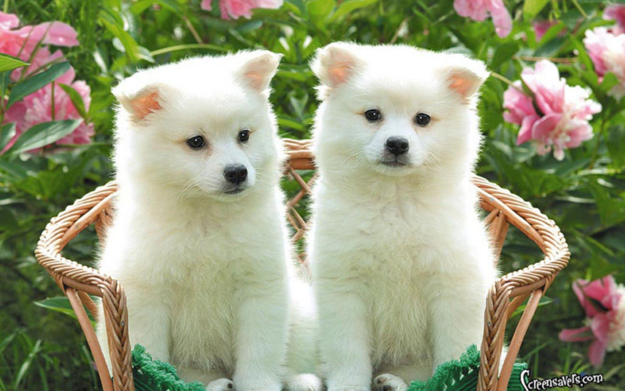 Pink Dogs Wallpapers - Top Free Pink Dogs Backgrounds - WallpaperAccess