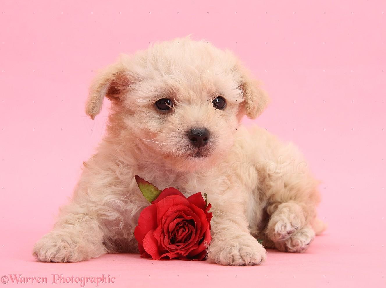 Pink Dogs Wallpapers - Top Free Pink Dogs Backgrounds - WallpaperAccess