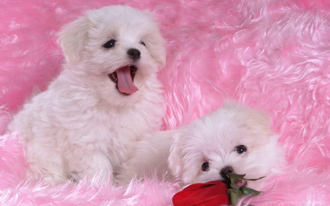 Pink Dogs Wallpapers - Top Free Pink Dogs Backgrounds - WallpaperAccess