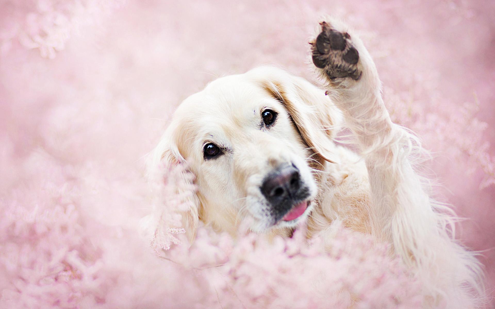 Pink Dogs Wallpapers - Top Free Pink Dogs Backgrounds - WallpaperAccess