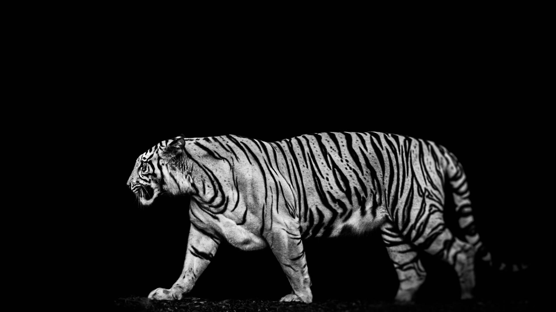 1920x1080 Tiger Wallpapers - Top Free 1920x1080 Tiger Backgrounds ...