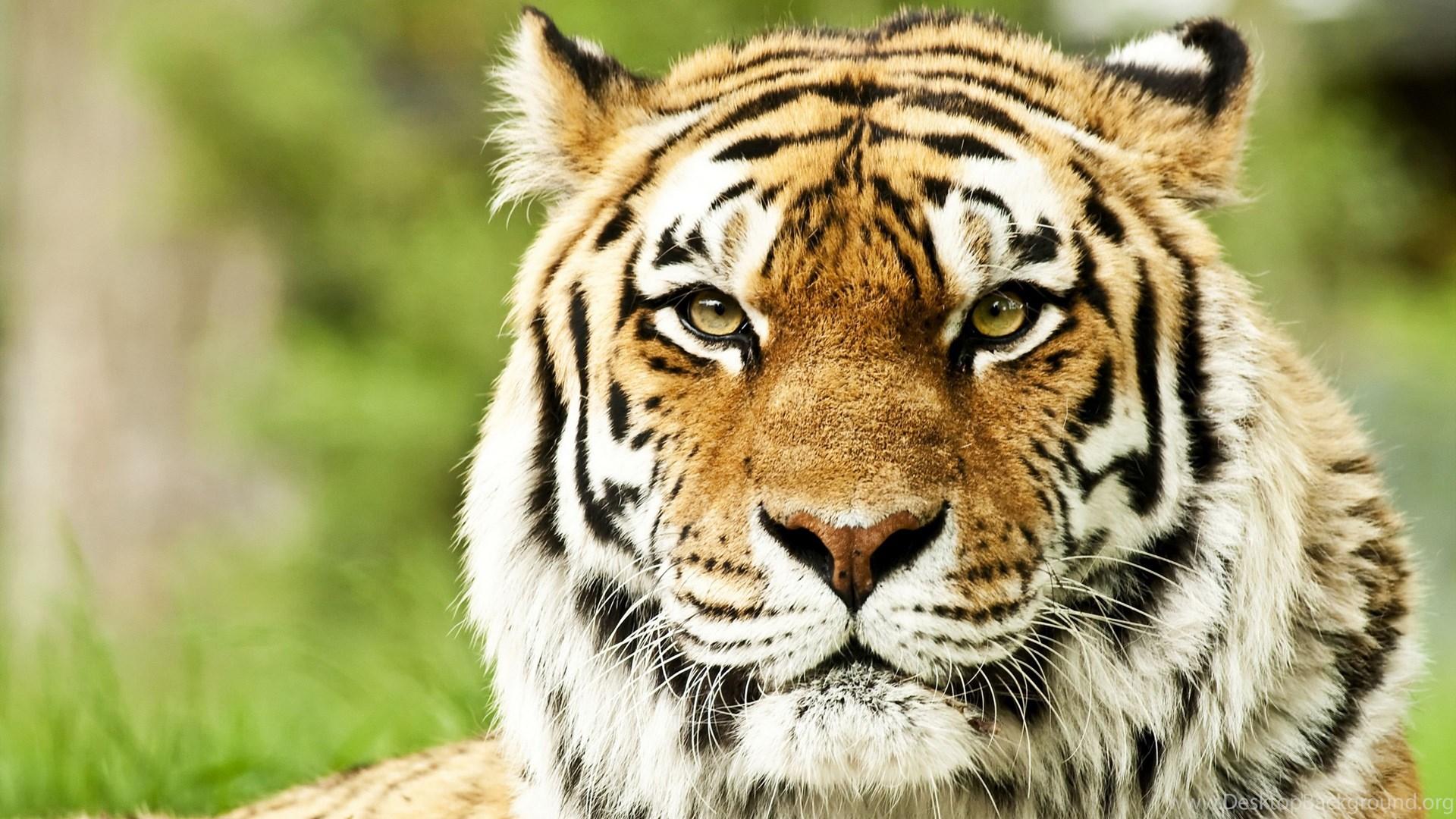 1920x1080 Tiger Wallpapers - Top Free 1920x1080 Tiger Backgrounds ...