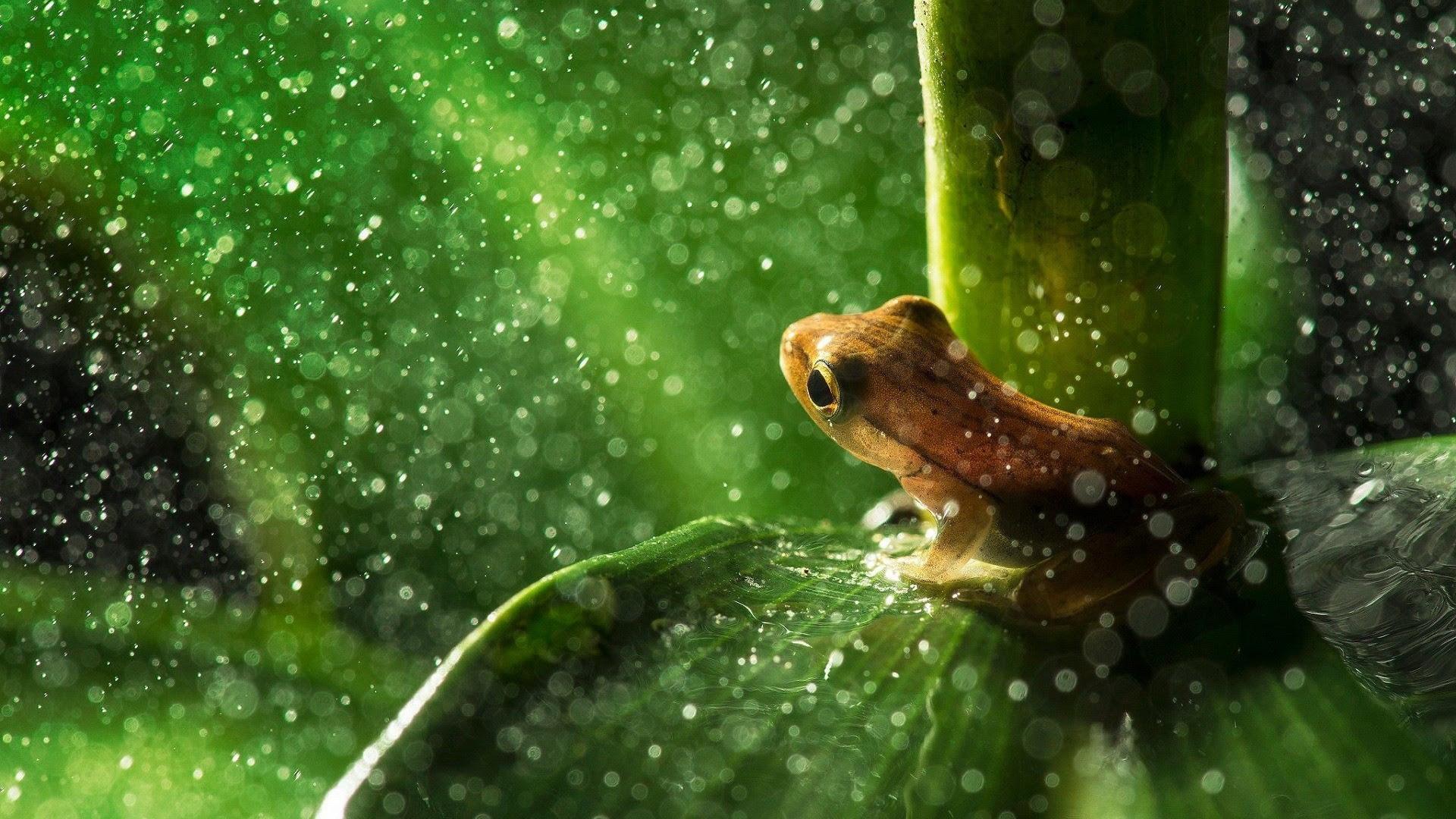 Cute Frog Desktop Wallpapers - Top Free Cute Frog Desktop Backgrounds ...