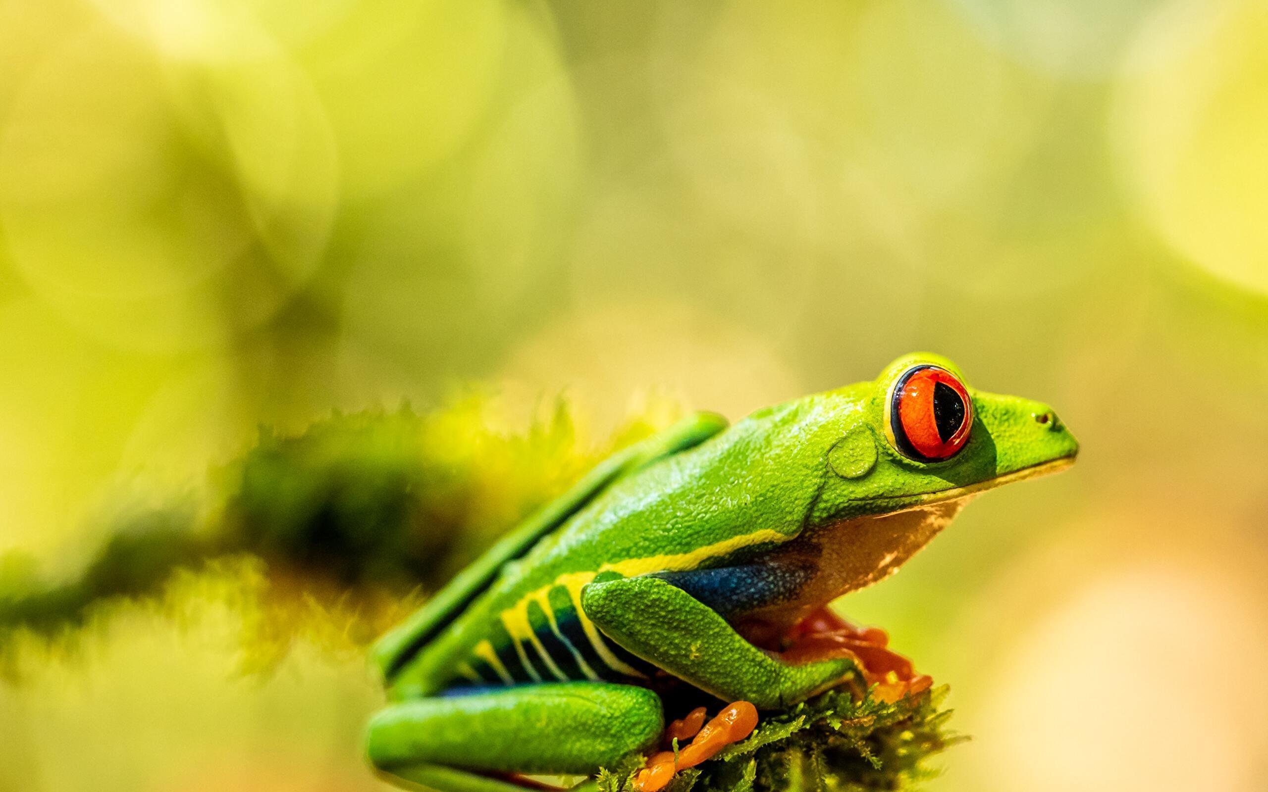 Cute Frog Desktop Wallpapers - Top Free Cute Frog Desktop Backgrounds ...