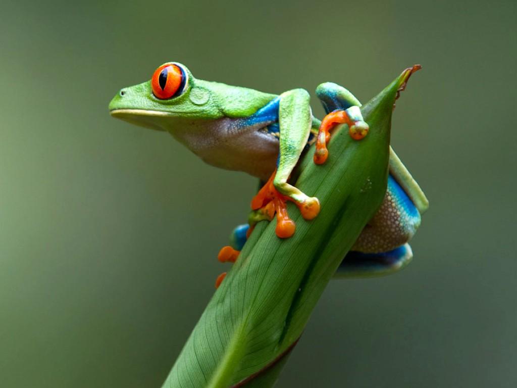 Cute Frog Desktop Wallpapers - Top Free Cute Frog Desktop Backgrounds ...