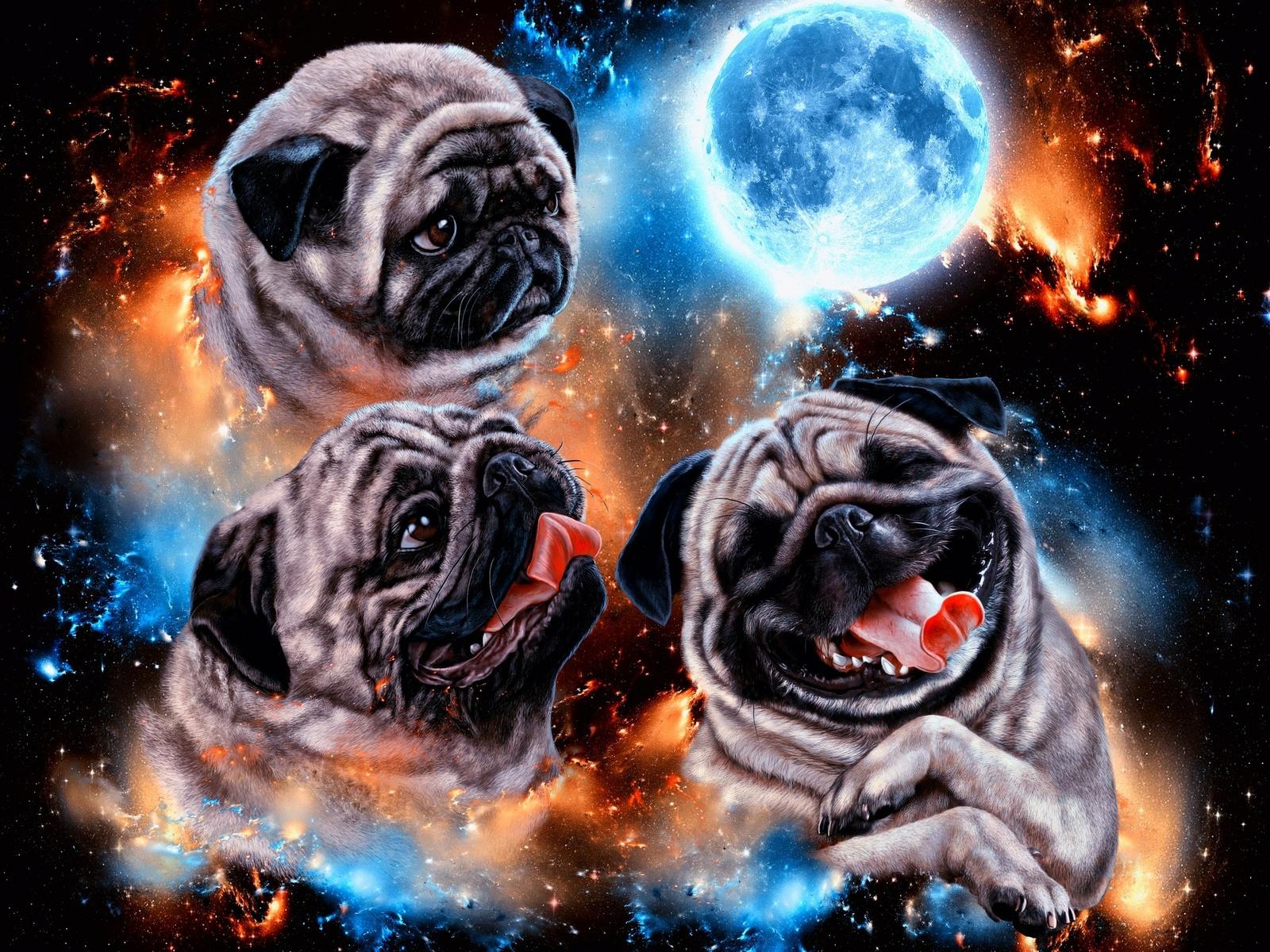 Space Pug Wallpapers - Top Free Space Pug Backgrounds - WallpaperAccess
