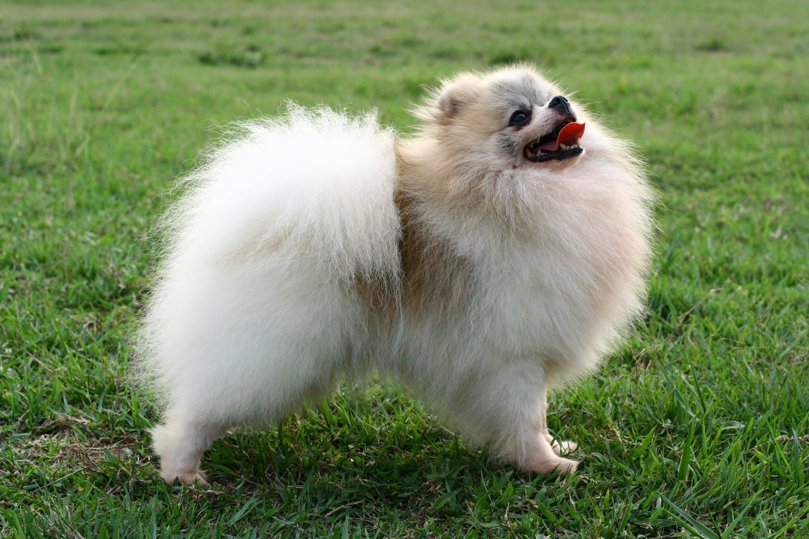 Cute Fluffy Dogs Wallpapers - Top Free Cute Fluffy Dogs Backgrounds ...
