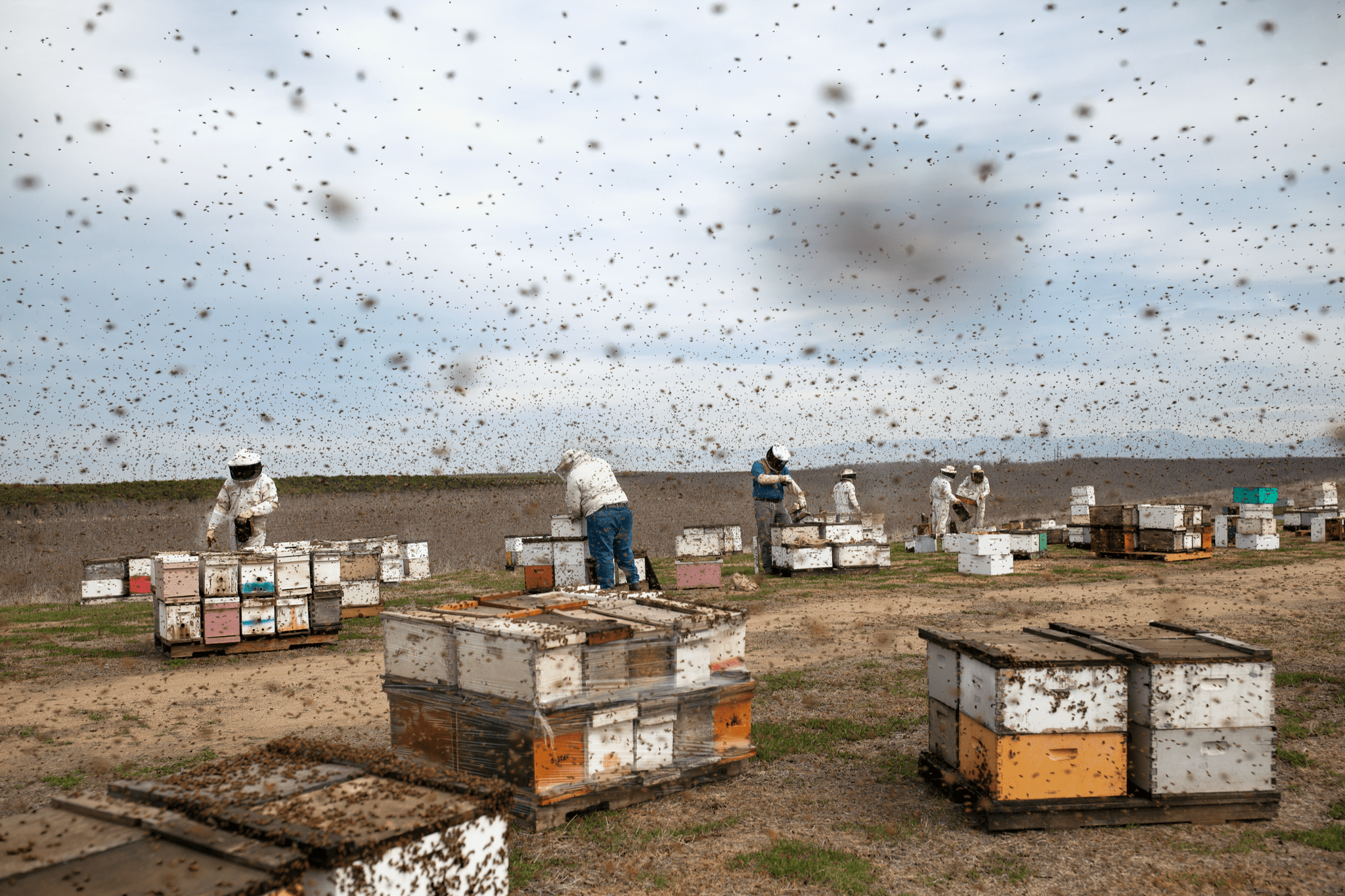 Apiary Wallpapers - Top Free Apiary Backgrounds - WallpaperAccess