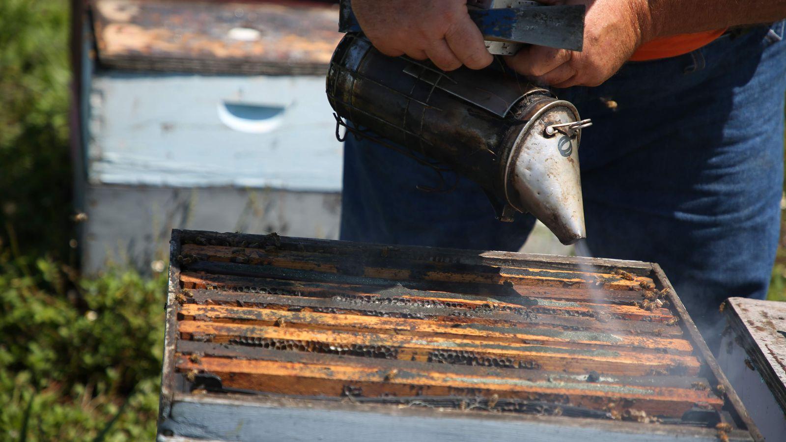 Apiary Wallpapers - Top Free Apiary Backgrounds - WallpaperAccess