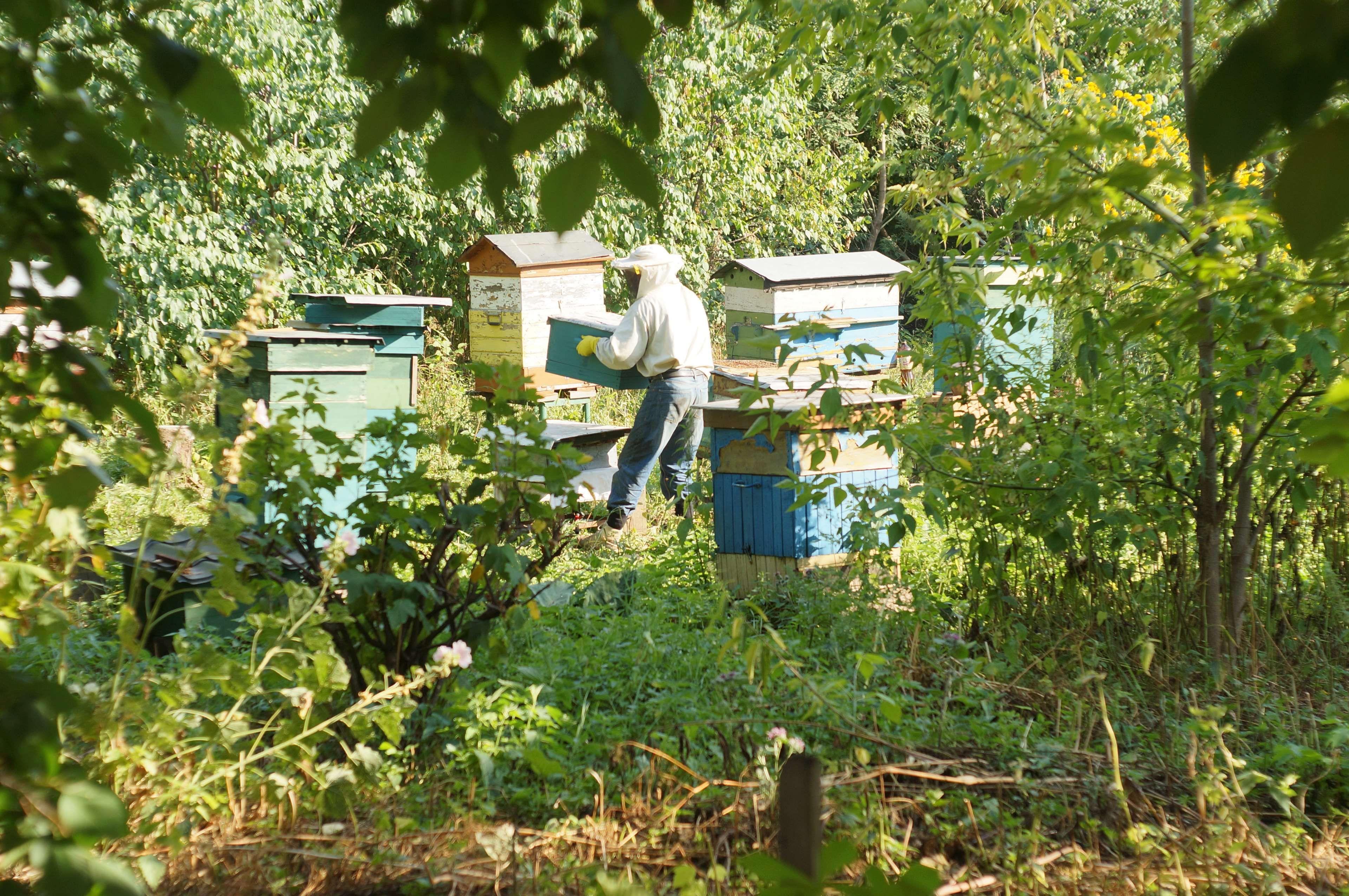 Apiary Wallpapers - Top Free Apiary Backgrounds - WallpaperAccess