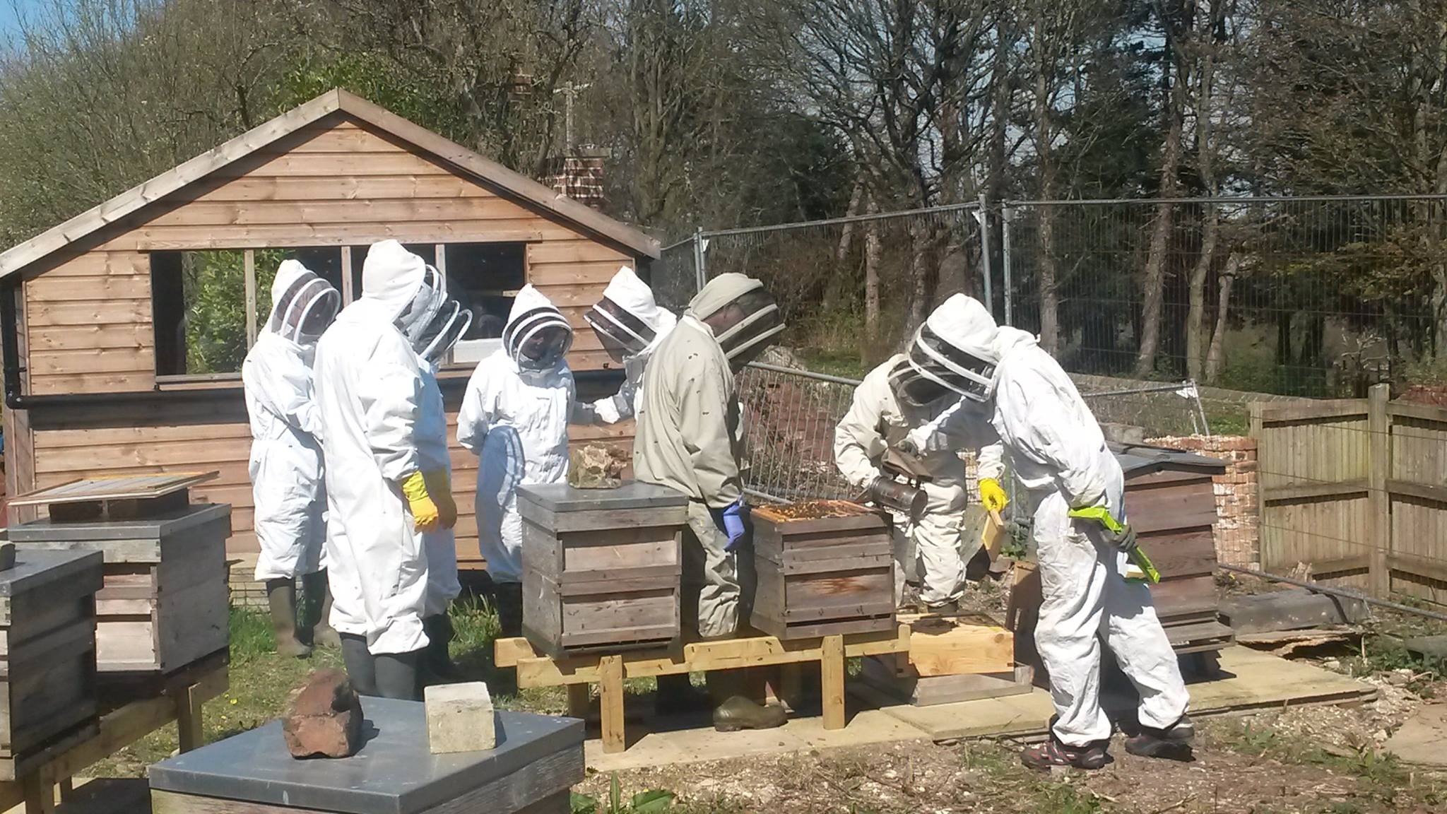 Apiary Wallpapers - Top Free Apiary Backgrounds - WallpaperAccess