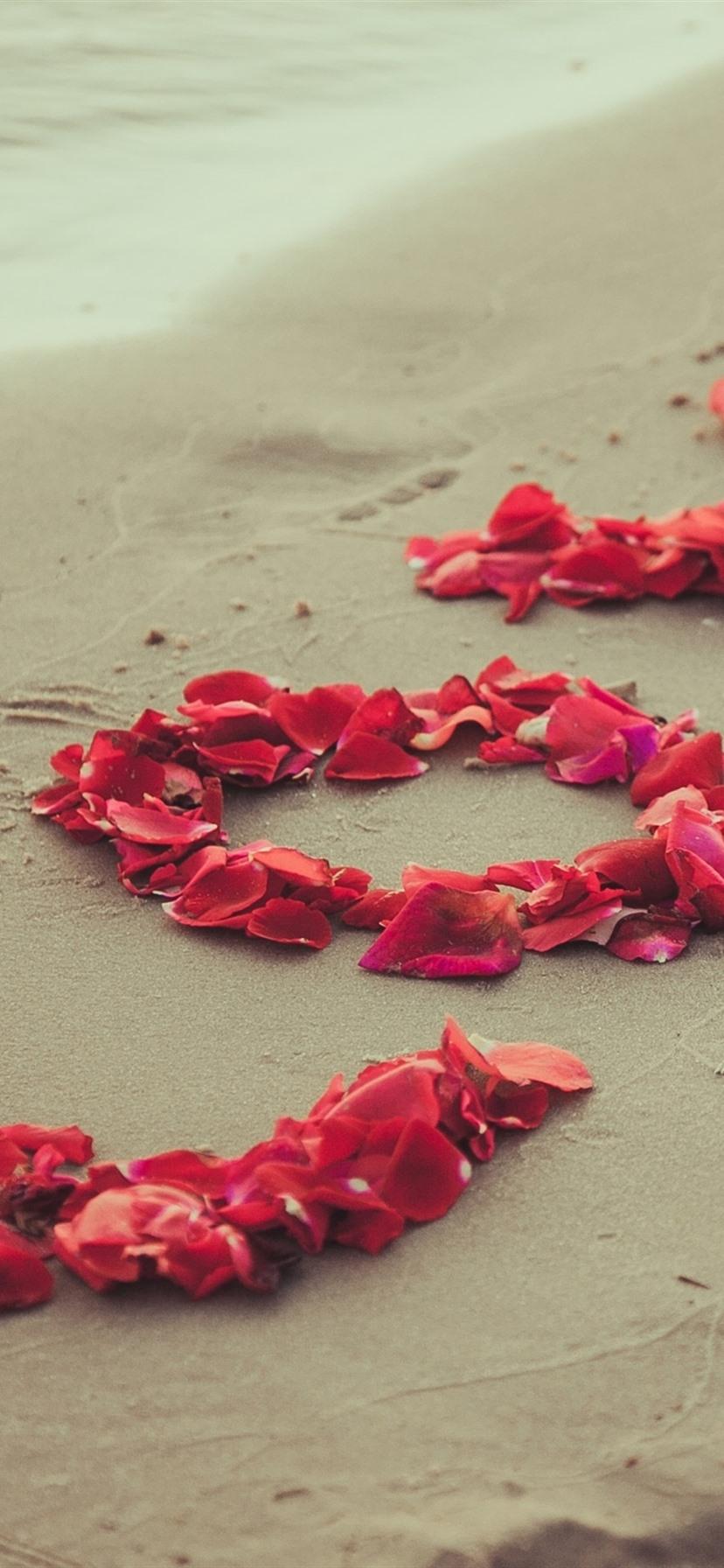 Beach Rose Wallpapers - Top Free Beach Rose Backgrounds - WallpaperAccess