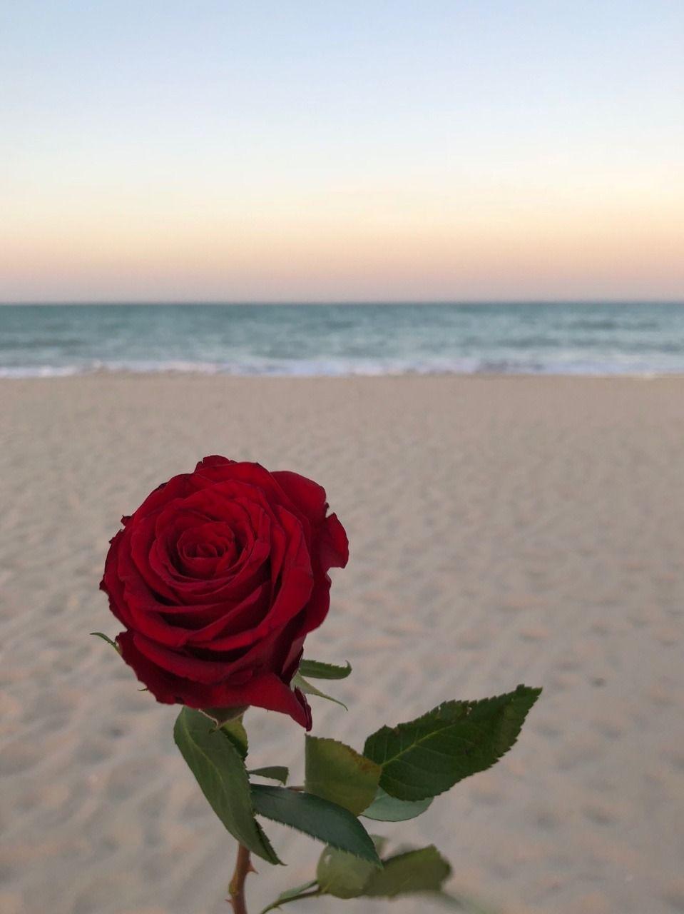 Beach Rose Wallpapers - Top Free Beach Rose Backgrounds - WallpaperAccess