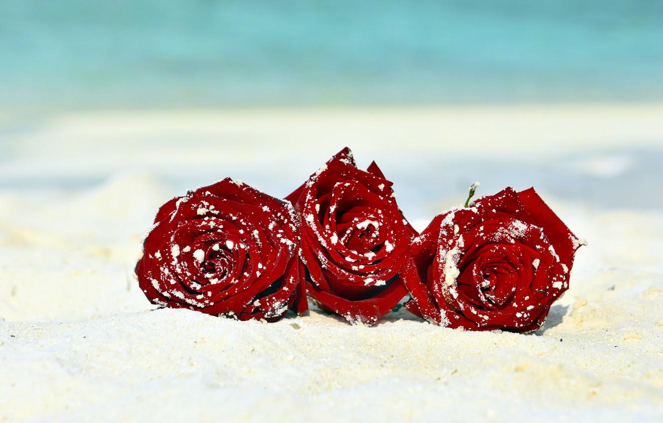 Beach Rose Wallpapers - Top Free Beach Rose Backgrounds - WallpaperAccess