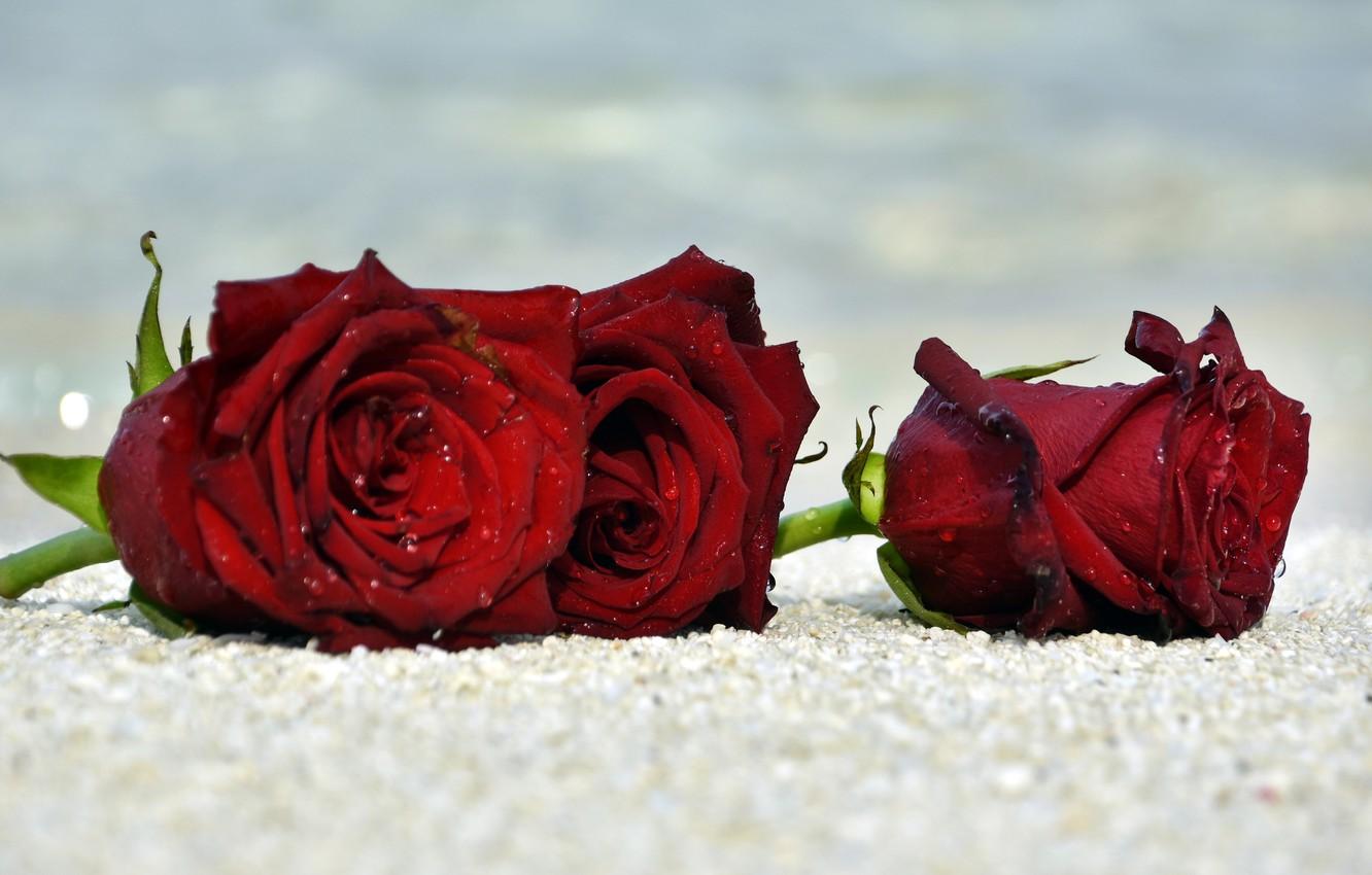 Beach Rose Wallpapers - Top Free Beach Rose Backgrounds - WallpaperAccess