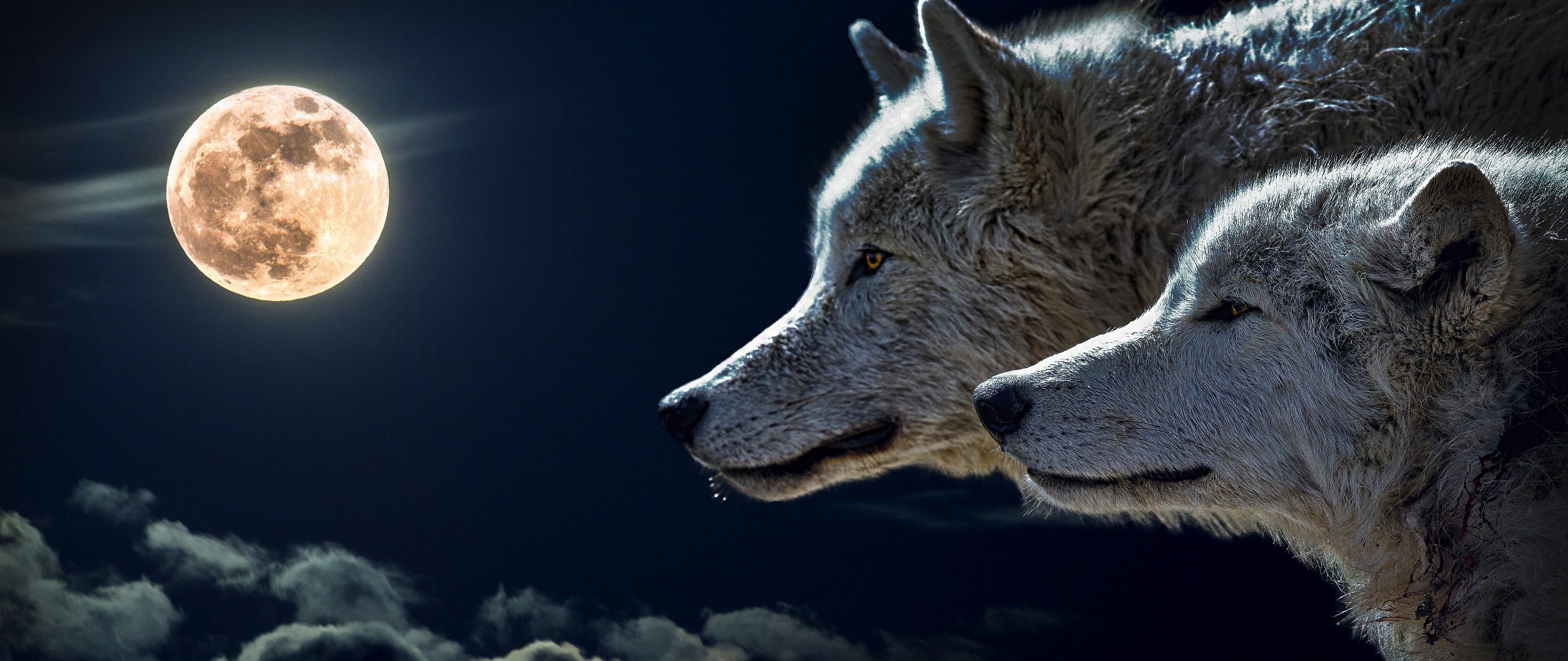 Dual Monitor Wolf Wallpapers - Top Free Dual Monitor Wolf Backgrounds ...