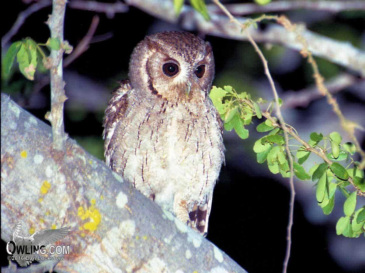 1200 X 900 Colorful Owl Wallpapers - Top Free 1200 X 900 Colorful Owl ...