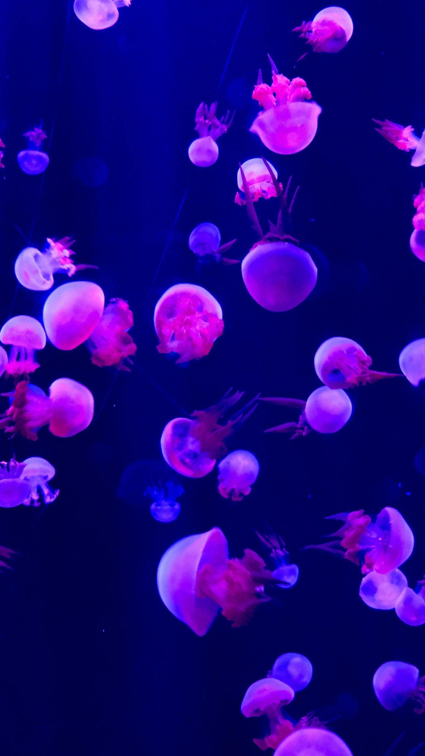 Jellyfish Aesthetic Wallpapers - Top Free Jellyfish Aesthetic ...