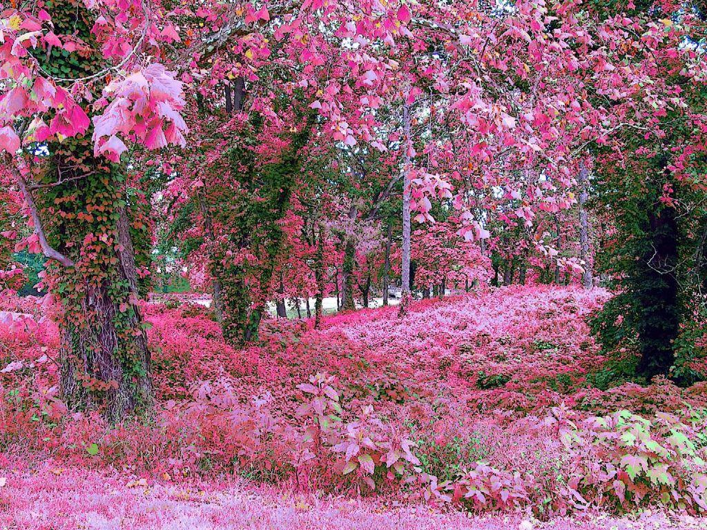 Pink Garden Wallpapers - Top Free Pink Garden Backgrounds - WallpaperAccess
