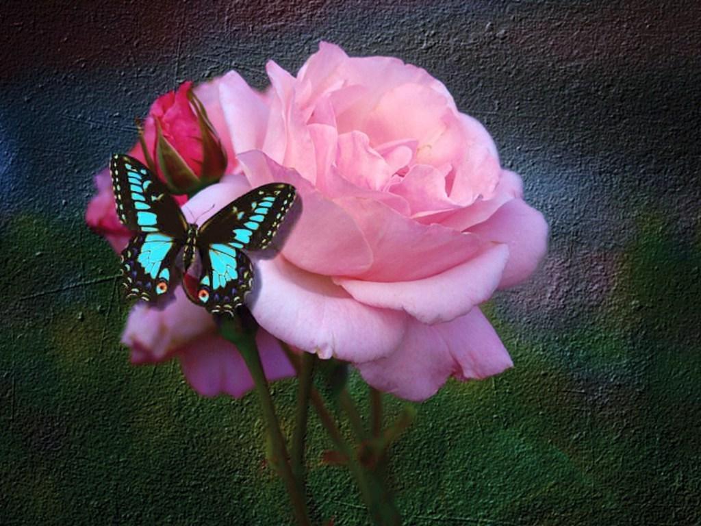 Rose Flowers and Butterflies Wallpapers - Top Free Rose Flowers and ...