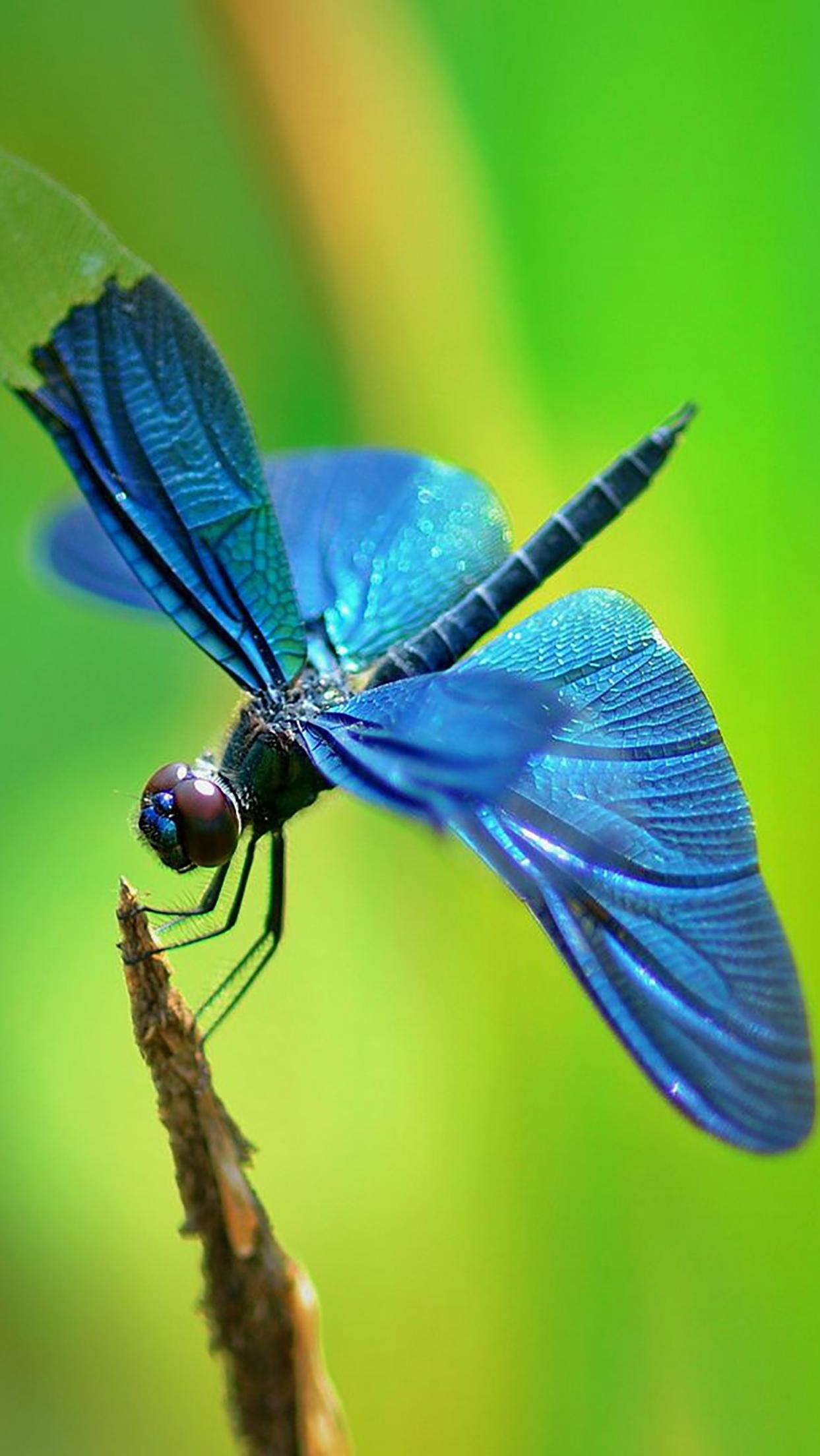 Dragonfly iPhone Wallpapers - Top Free Dragonfly iPhone Backgrounds ...