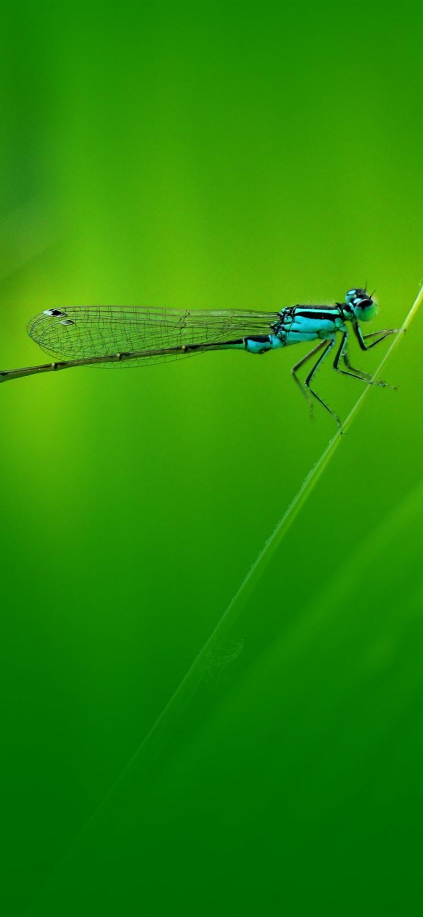 Dragonfly iPhone Wallpapers - Top Free Dragonfly iPhone Backgrounds ...