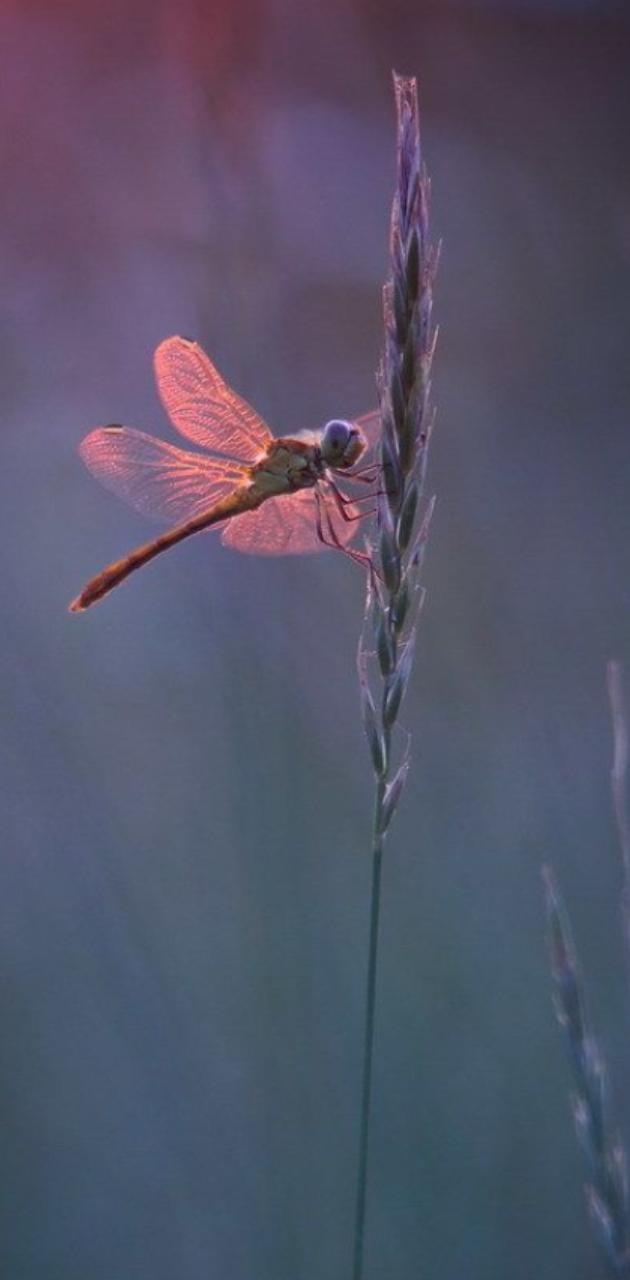 Dragonfly iPhone Wallpapers - Top Free Dragonfly iPhone Backgrounds ...