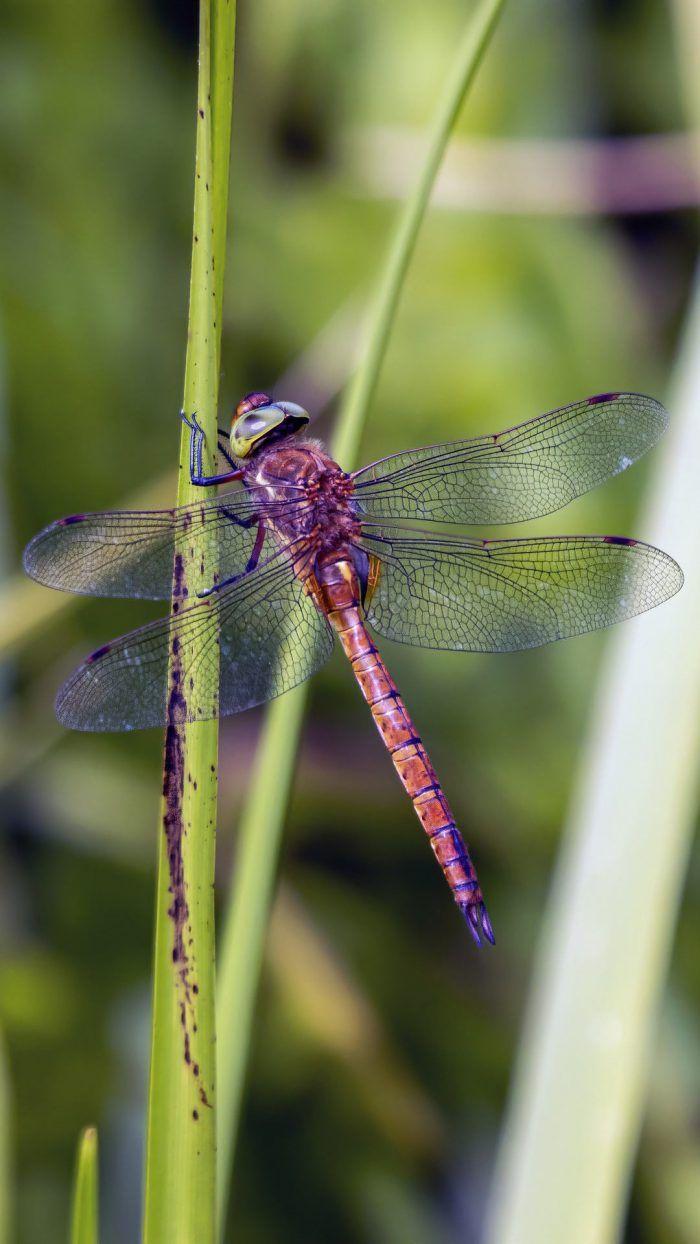 Dragonfly iPhone Wallpapers - Top Free Dragonfly iPhone Backgrounds ...