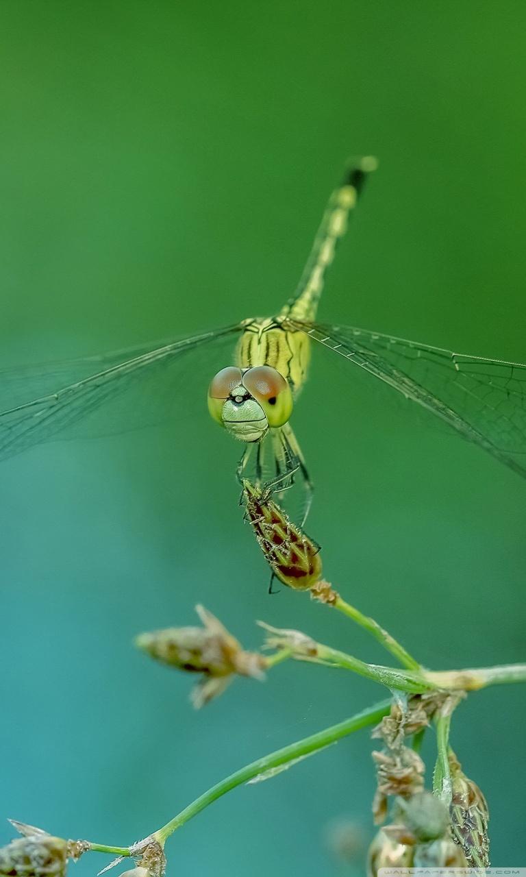 Dragonfly iPhone Wallpapers - Top Free Dragonfly iPhone Backgrounds ...