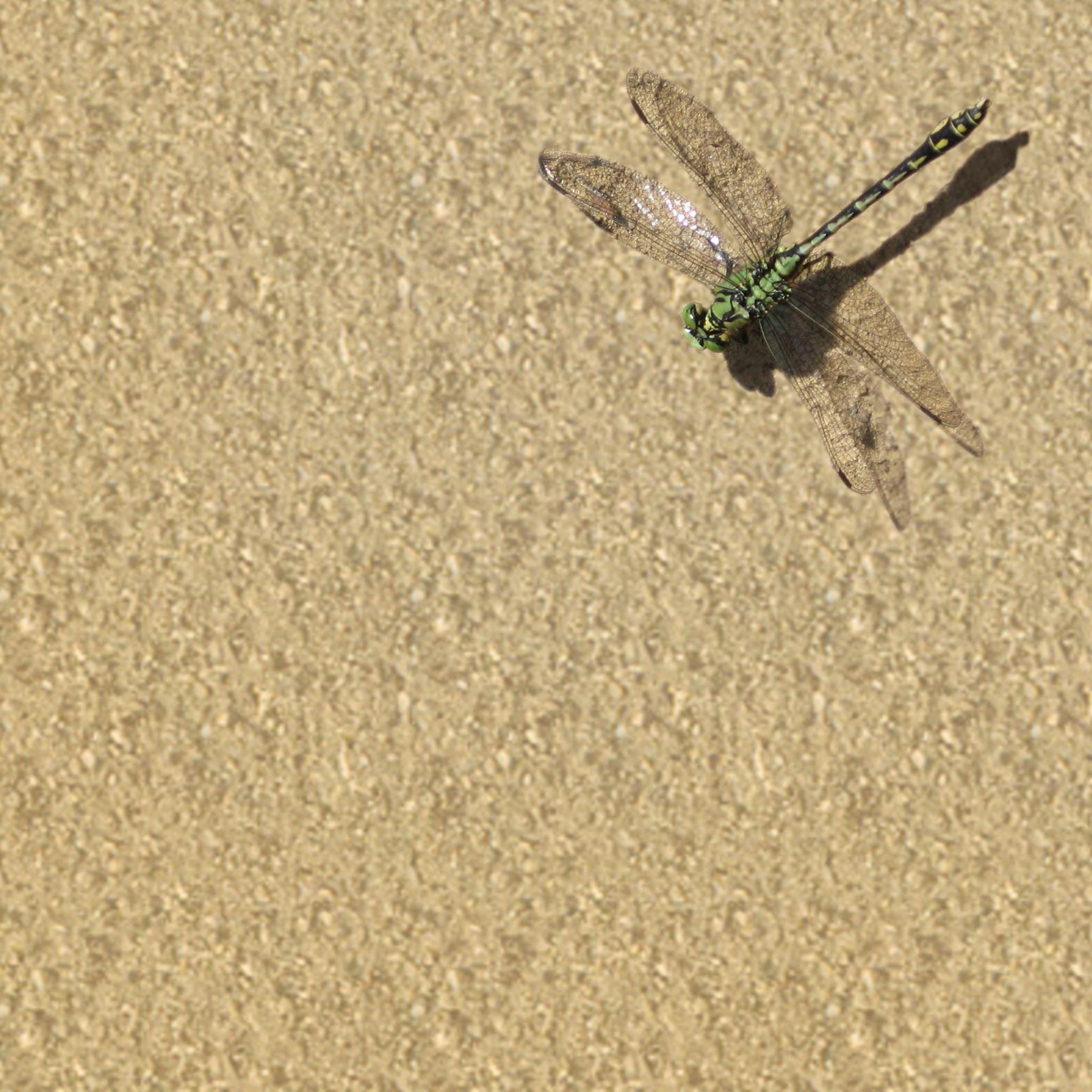 Dragonfly iPhone Wallpapers - Top Free Dragonfly iPhone Backgrounds ...