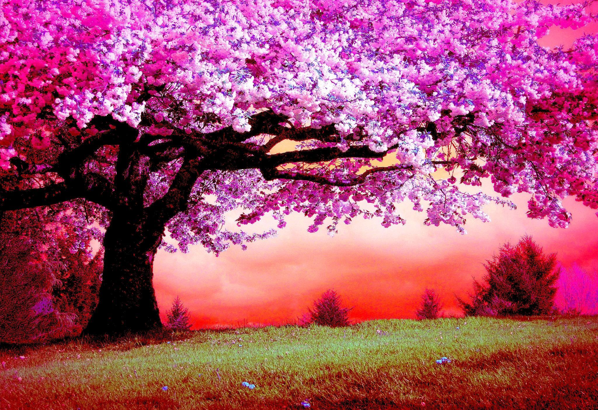 Pink Tree Wallpapers - Top Free Pink Tree Backgrounds - WallpaperAccess