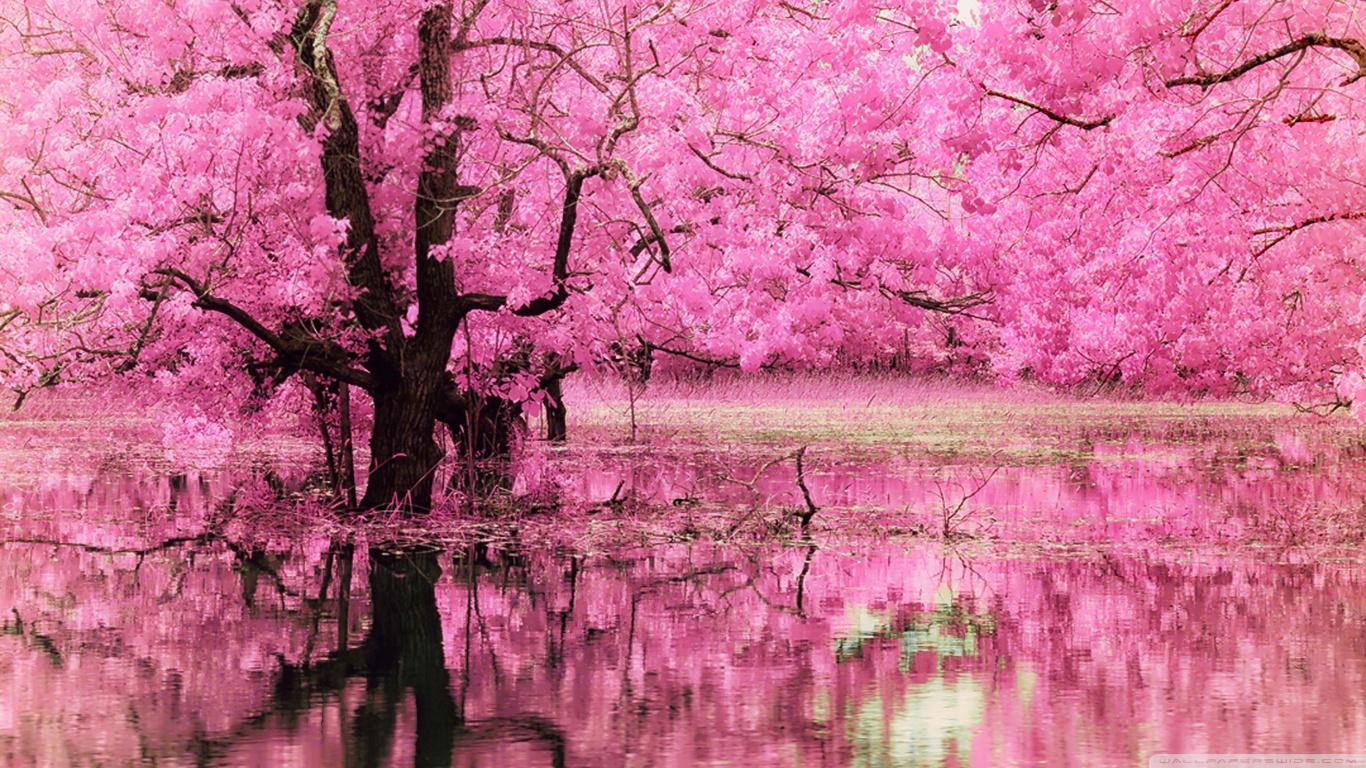 Pink Tree Wallpapers - Top Free Pink Tree Backgrounds - WallpaperAccess