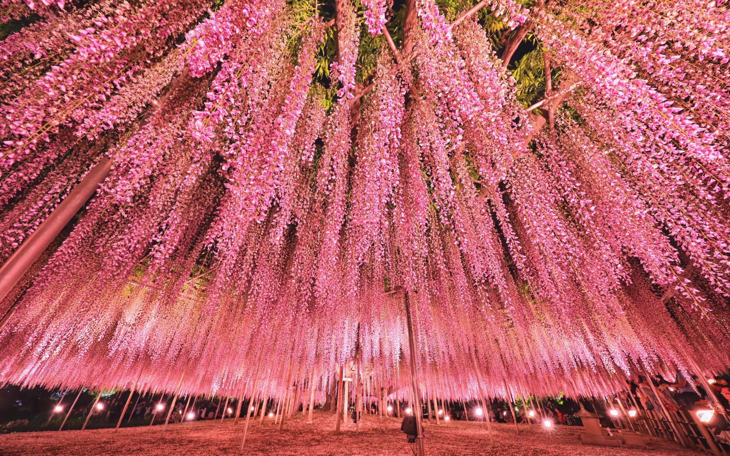 Pink Tree Wallpapers - Top Free Pink Tree Backgrounds - WallpaperAccess