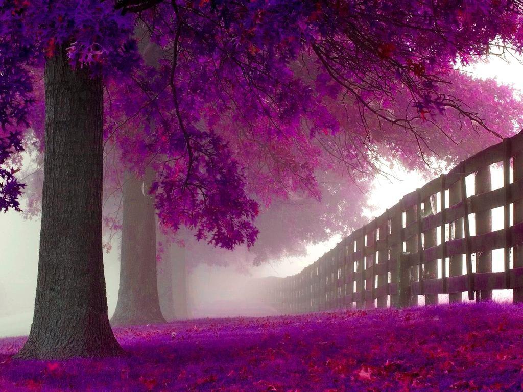 Pink Tree Wallpapers - Top Free Pink Tree Backgrounds - WallpaperAccess