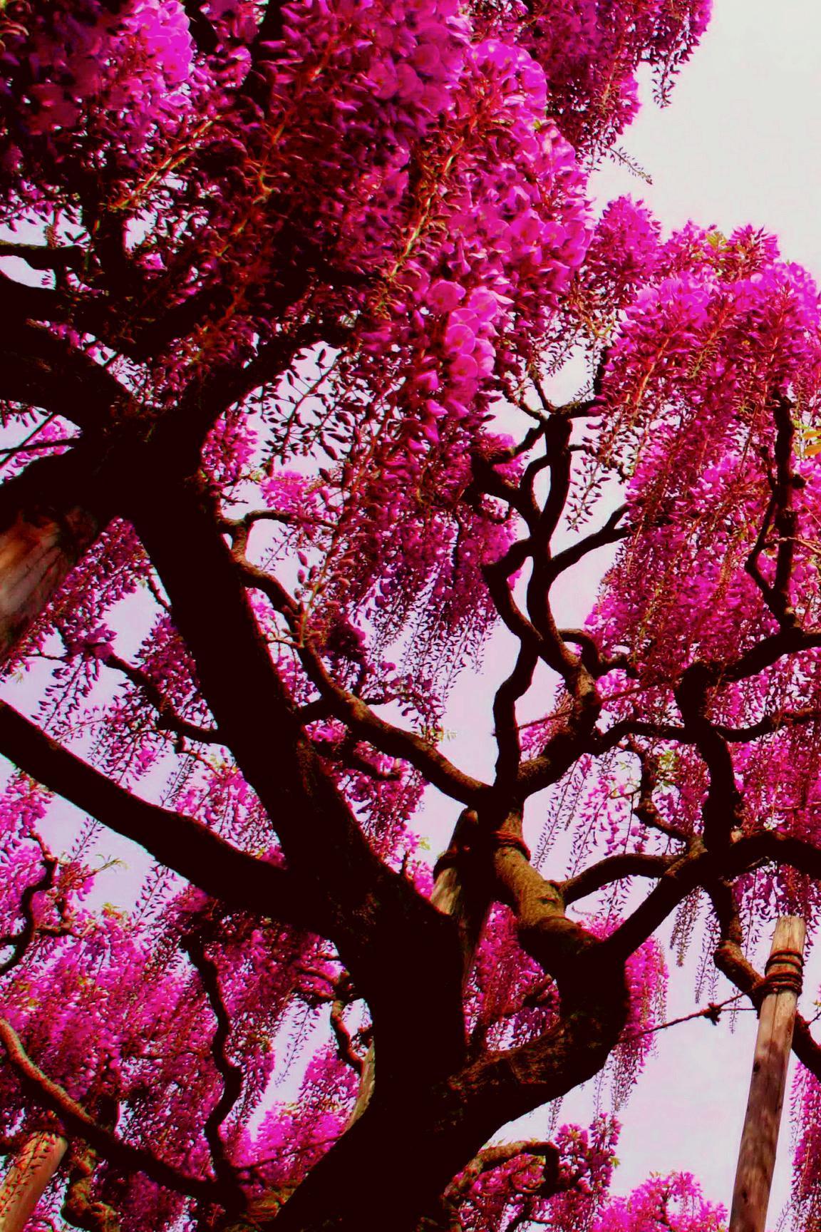 Pink Tree Wallpapers - Top Free Pink Tree Backgrounds - WallpaperAccess