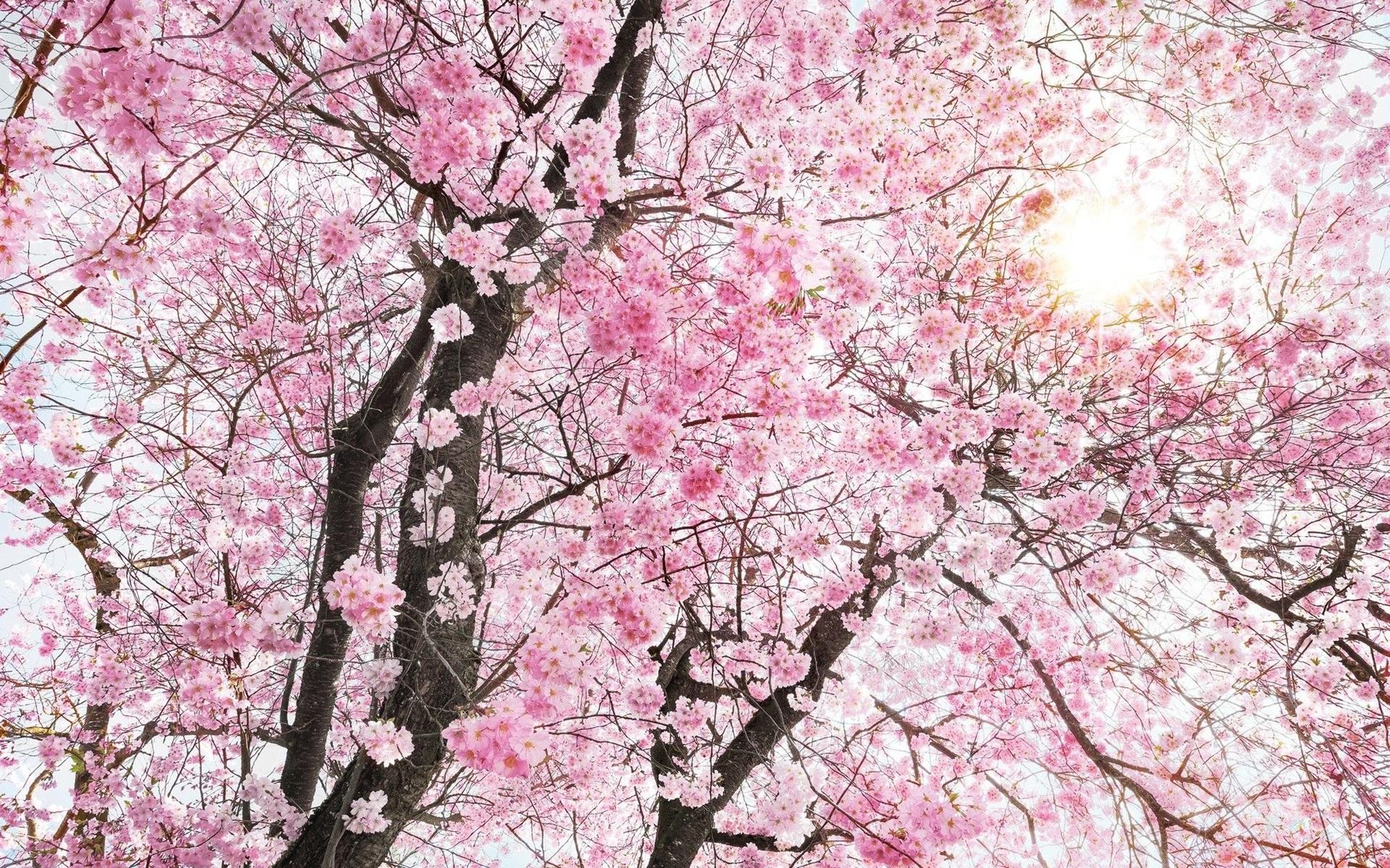 Pink Tree Wallpapers - Top Free Pink Tree Backgrounds - WallpaperAccess