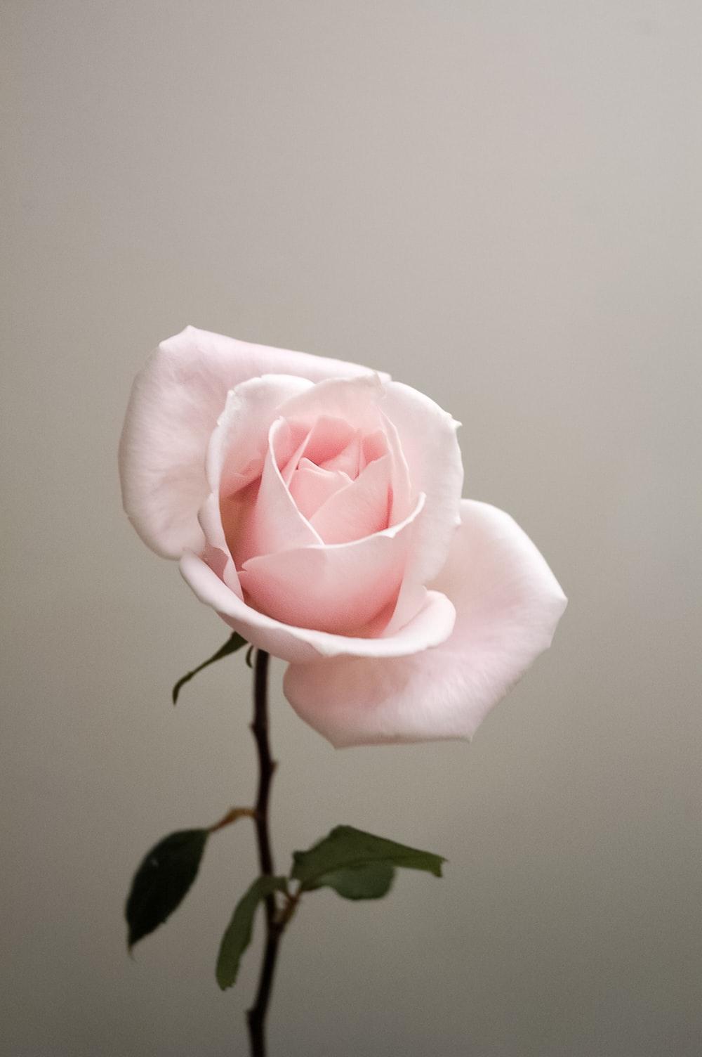 Pink Roses Phone Wallpapers - Top Free Pink Roses Phone Backgrounds ...