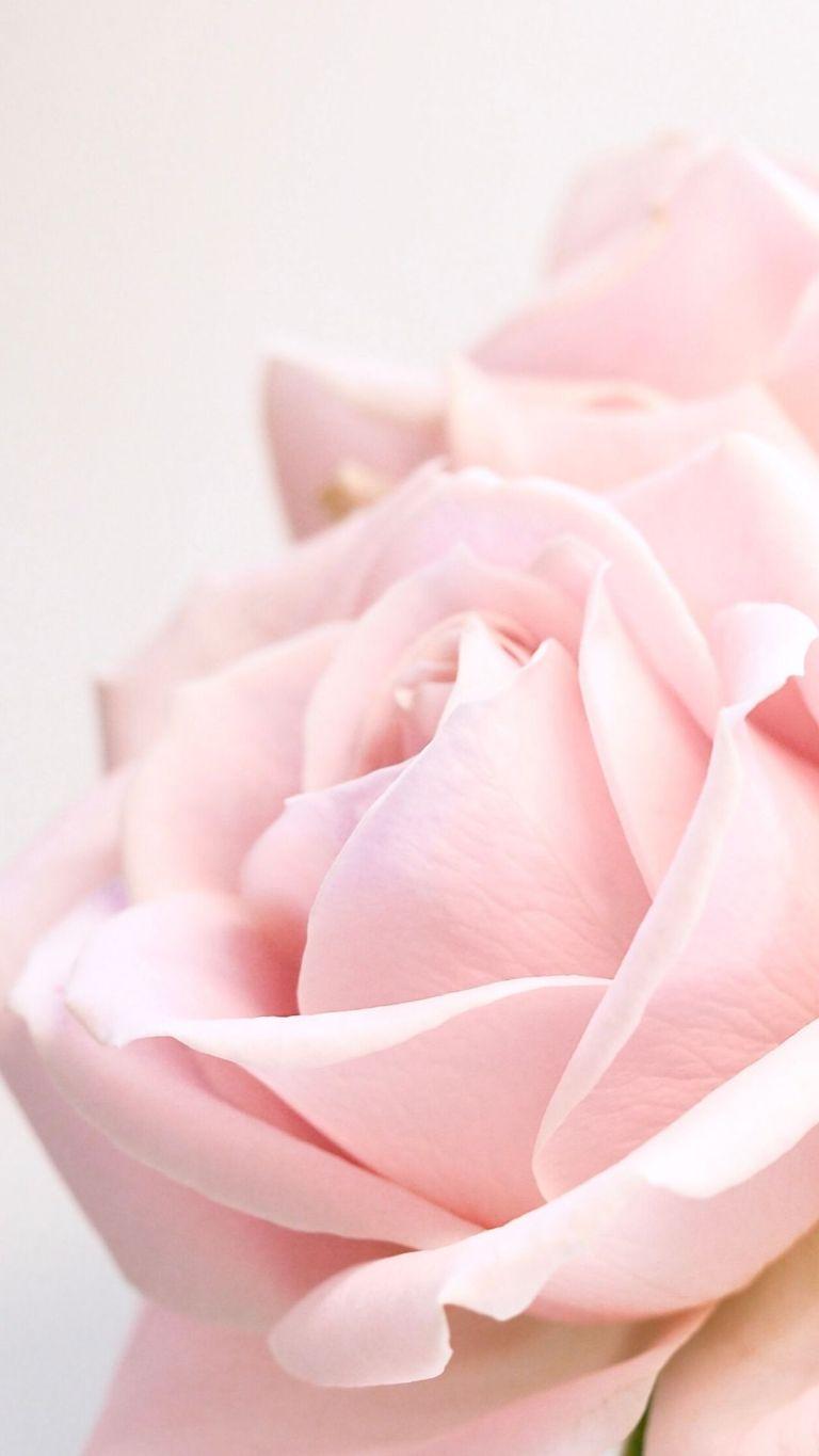 Pink Roses Phone Wallpapers - Top Free Pink Roses Phone Backgrounds ...
