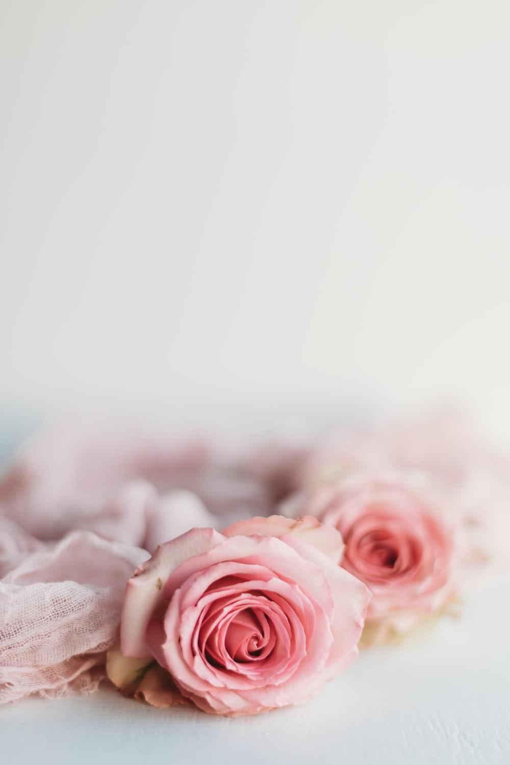 Pink Roses Phone Wallpapers - Top Free Pink Roses Phone Backgrounds ...