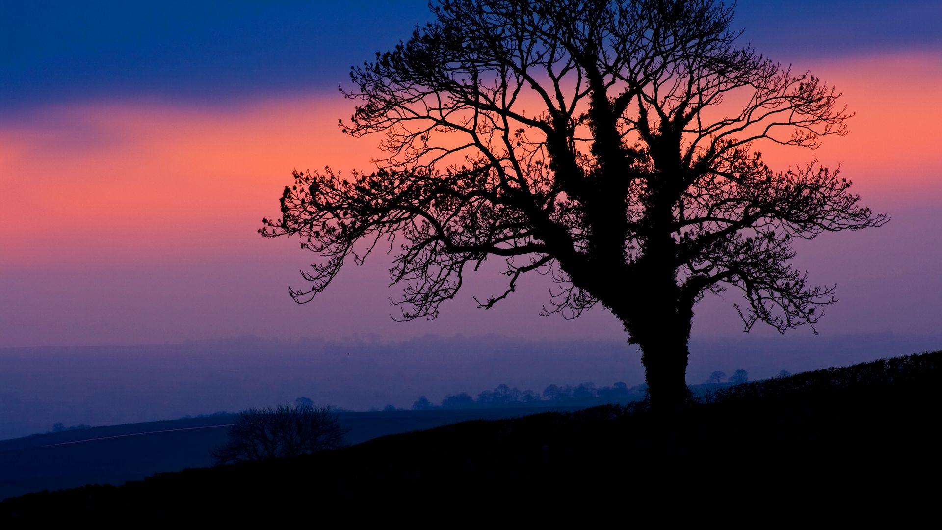 Tree Silhouette Wallpapers - Top Free Tree Silhouette Backgrounds ...