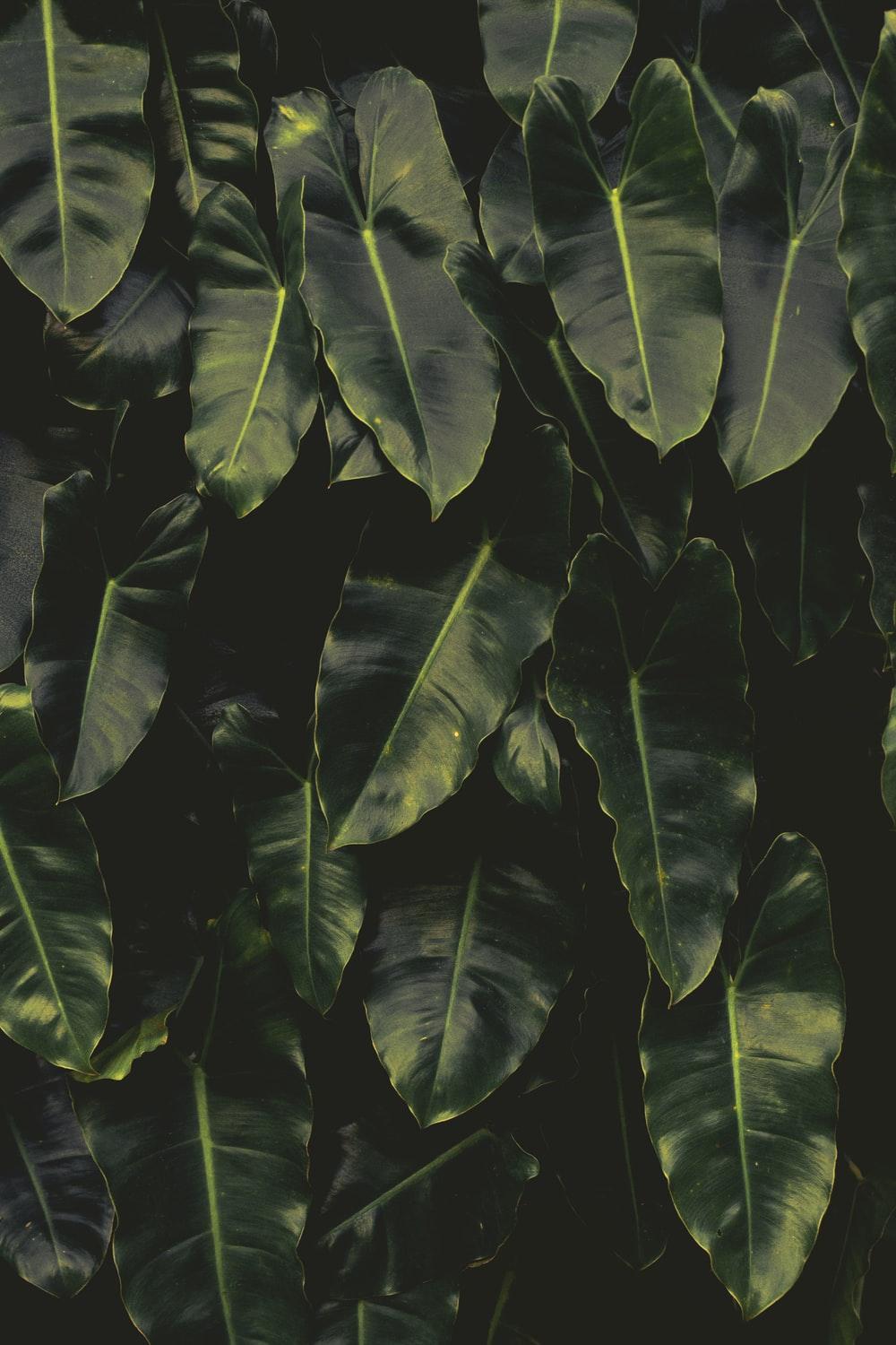 Folha Wallpapers - Top Free Folha Backgrounds - WallpaperAccess