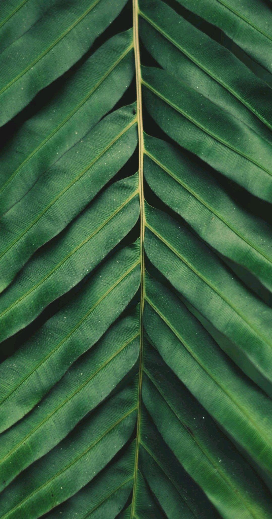 Folha Wallpapers - Top Free Folha Backgrounds - WallpaperAccess