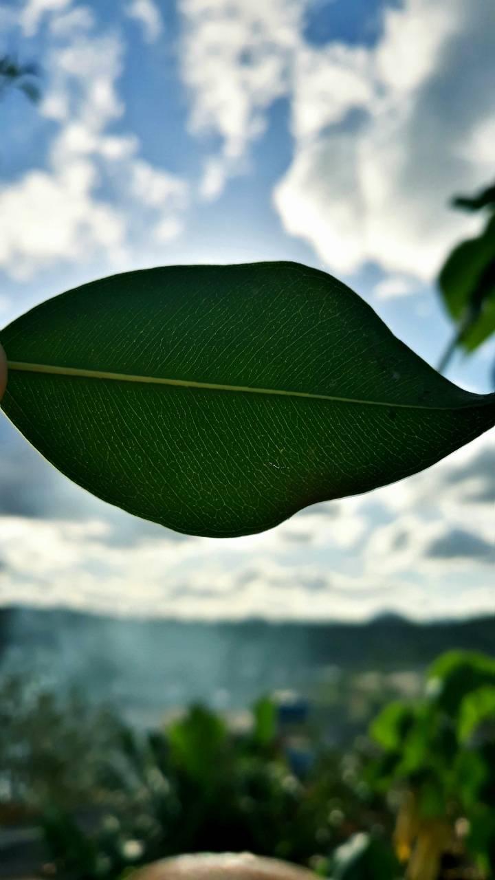 Folha Wallpapers - Top Free Folha Backgrounds - WallpaperAccess