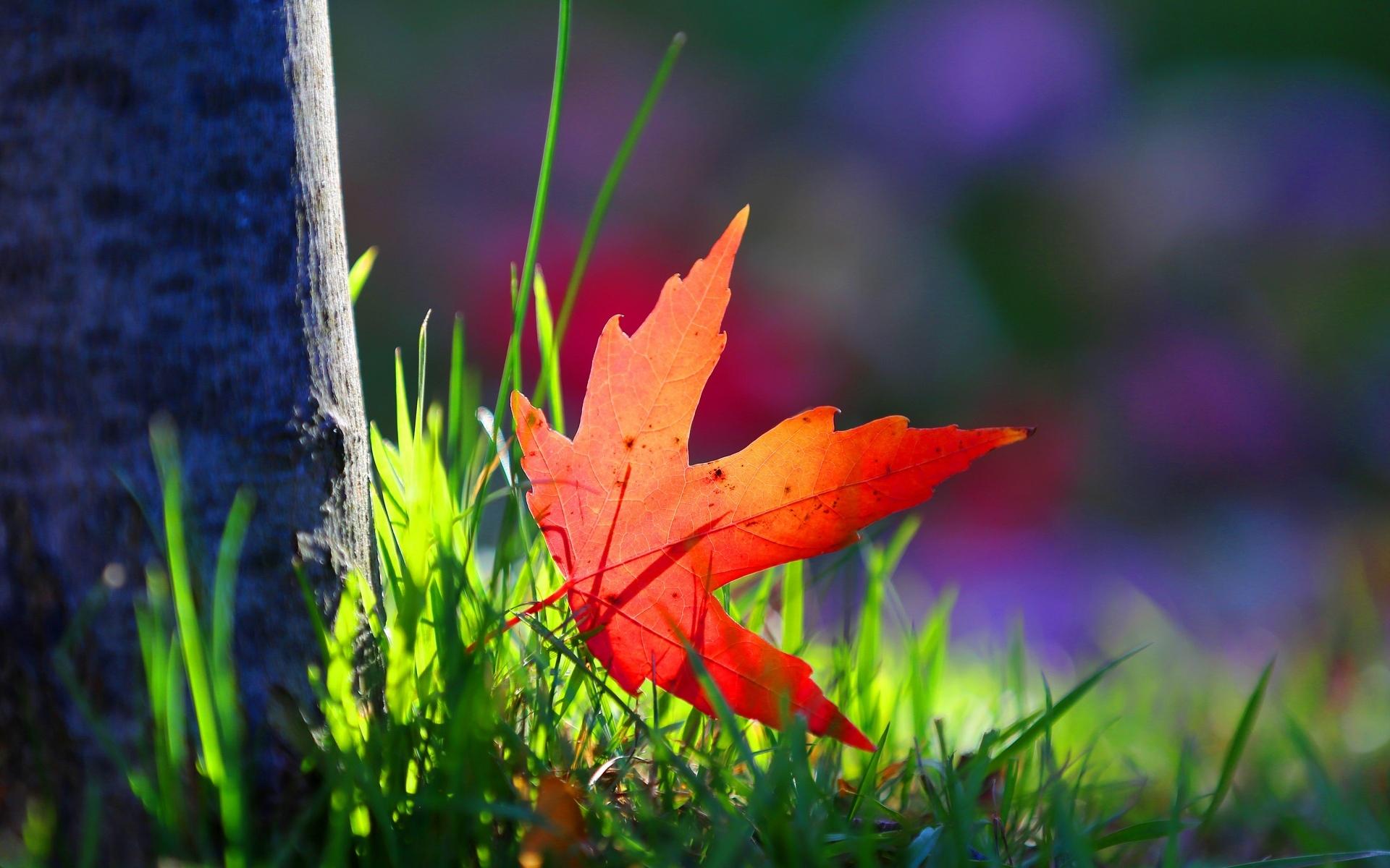 Folha Wallpapers - Top Free Folha Backgrounds - WallpaperAccess