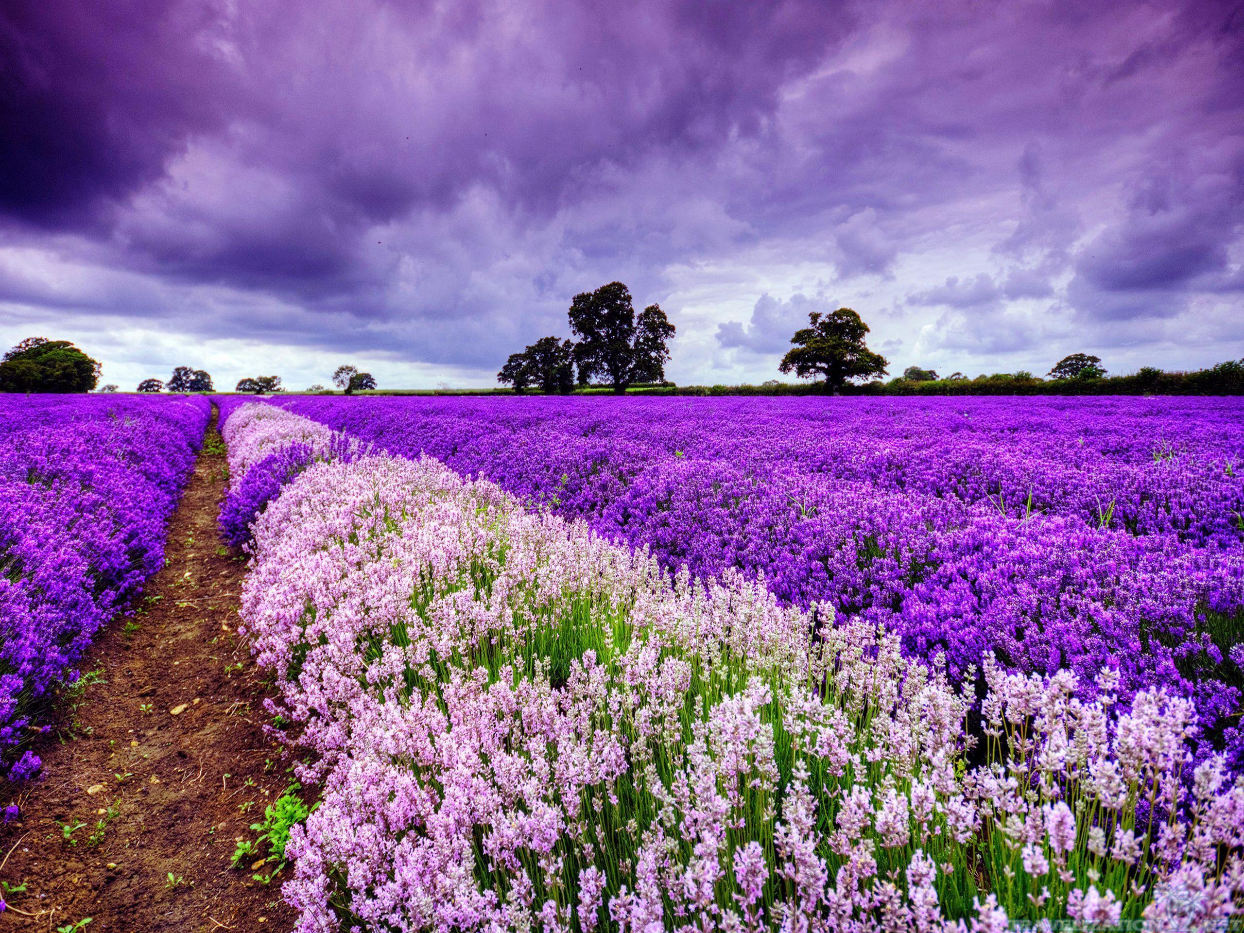 Fields France Wallpapers - Top Free Fields France Backgrounds ...